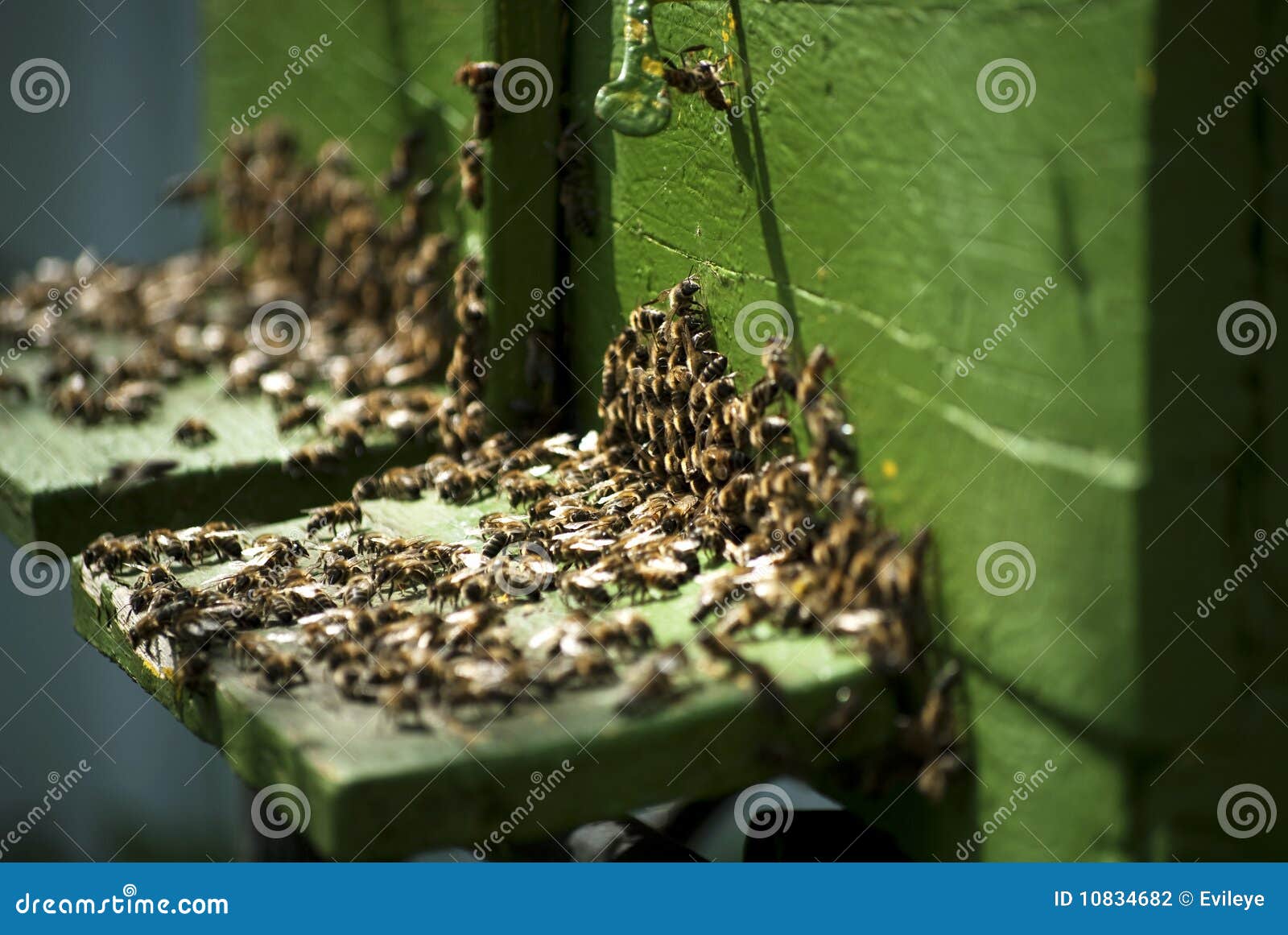 Busy bees stock photo. Image of gather, calming, beekeeping - 10834682
