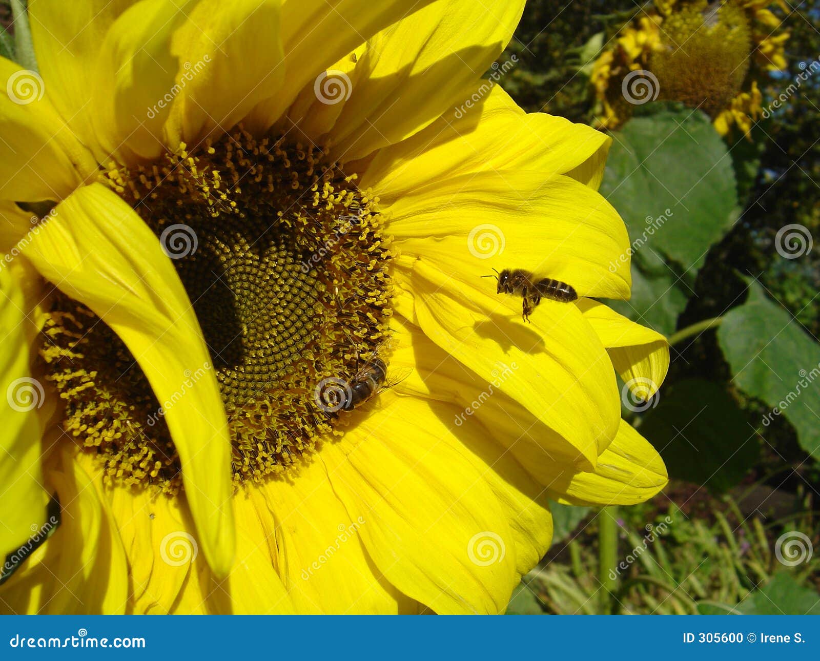 Busy bees stock photo. Image of blossoming, warm, petals - 305600