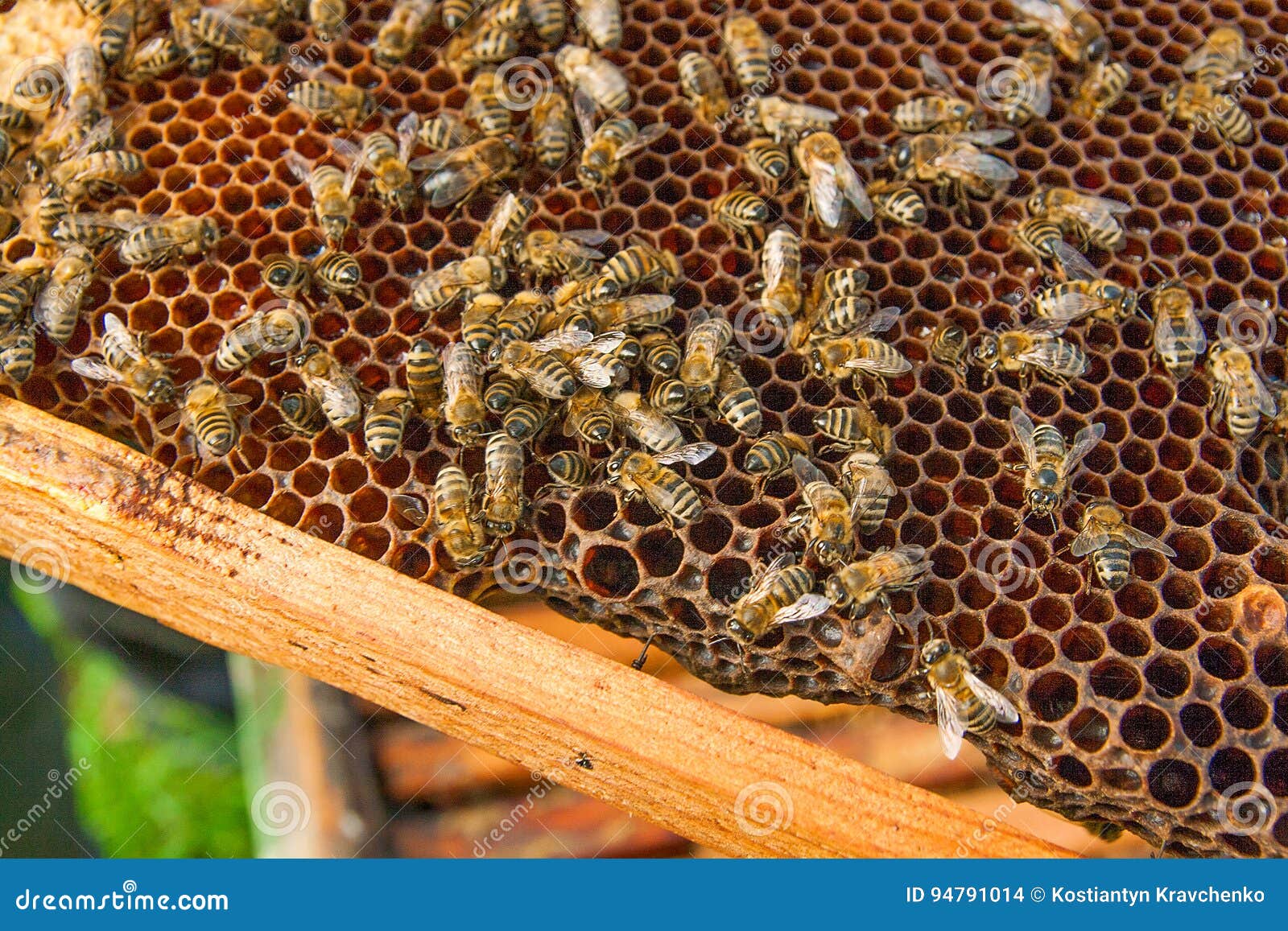 Busy Bees, Close Up View of the Working Bees on Honeycomb. Stock Photo ...