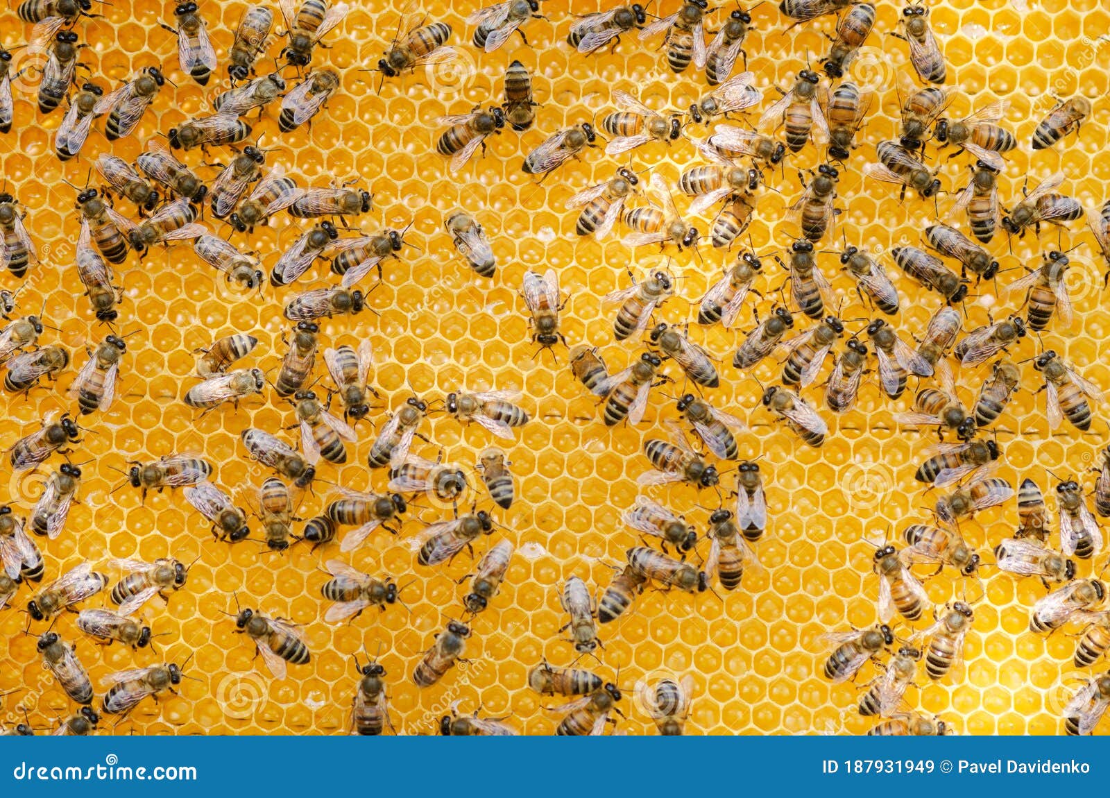 Busy Bees, Close Up View of the Working Bees on Honeycomb Stock Image ...