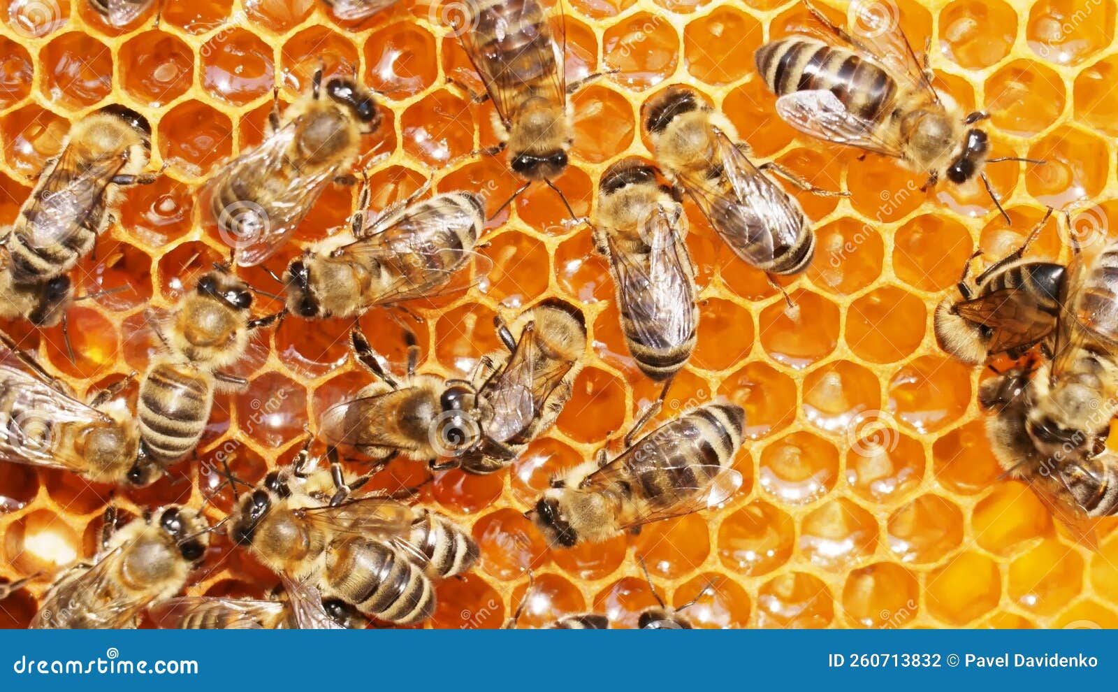 Busy Bees, Close Up View of the Working Bees on Honeycomb. Stock ...