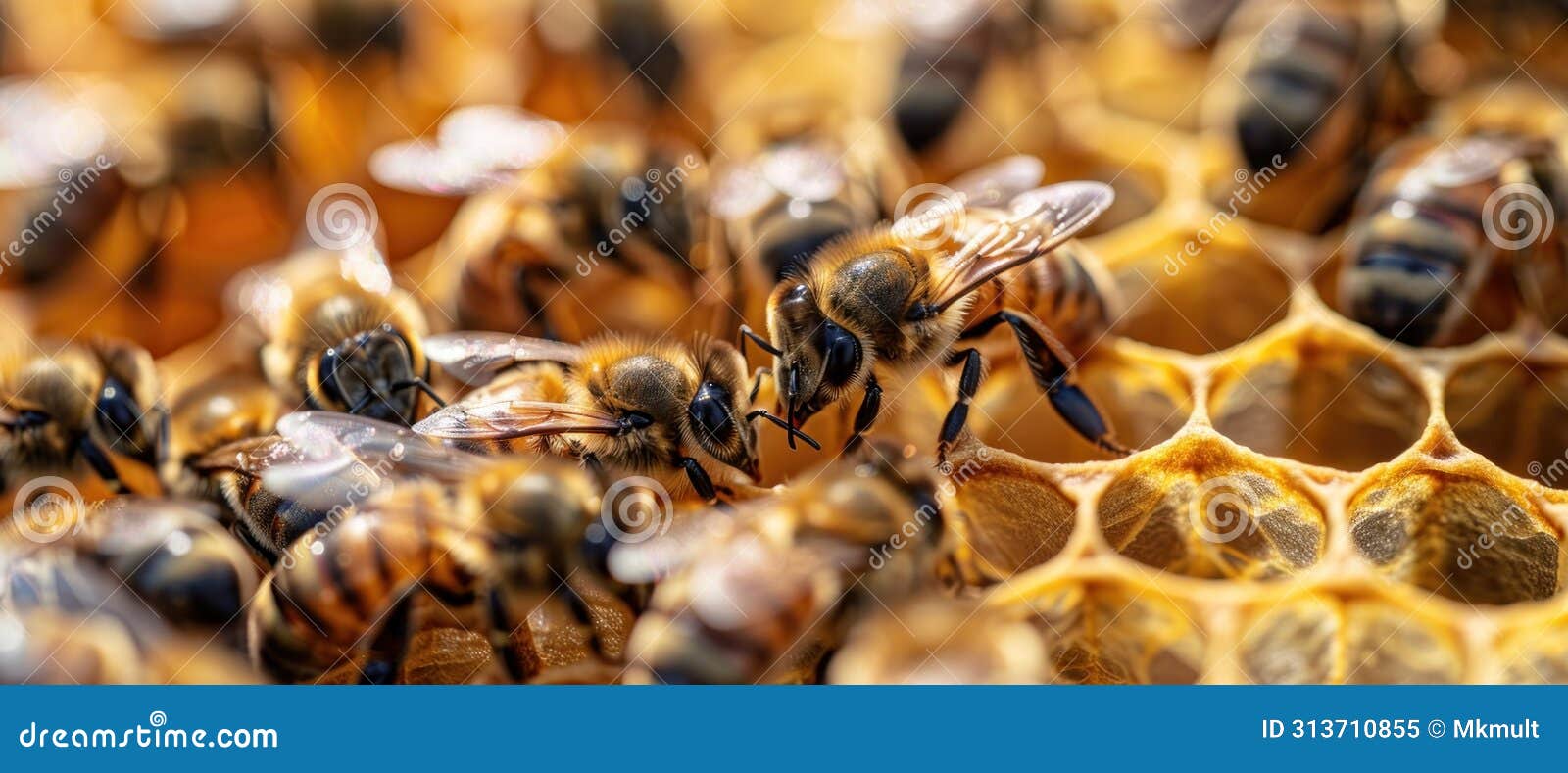 Busy Bees in Crowded Beehive Stock Image - Image of community, group ...
