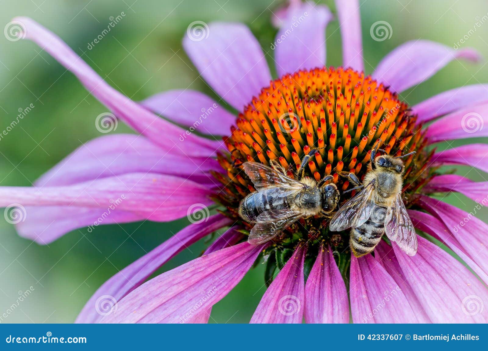 Busy bees stock image. Image of summer, nectar, pollination - 42337607