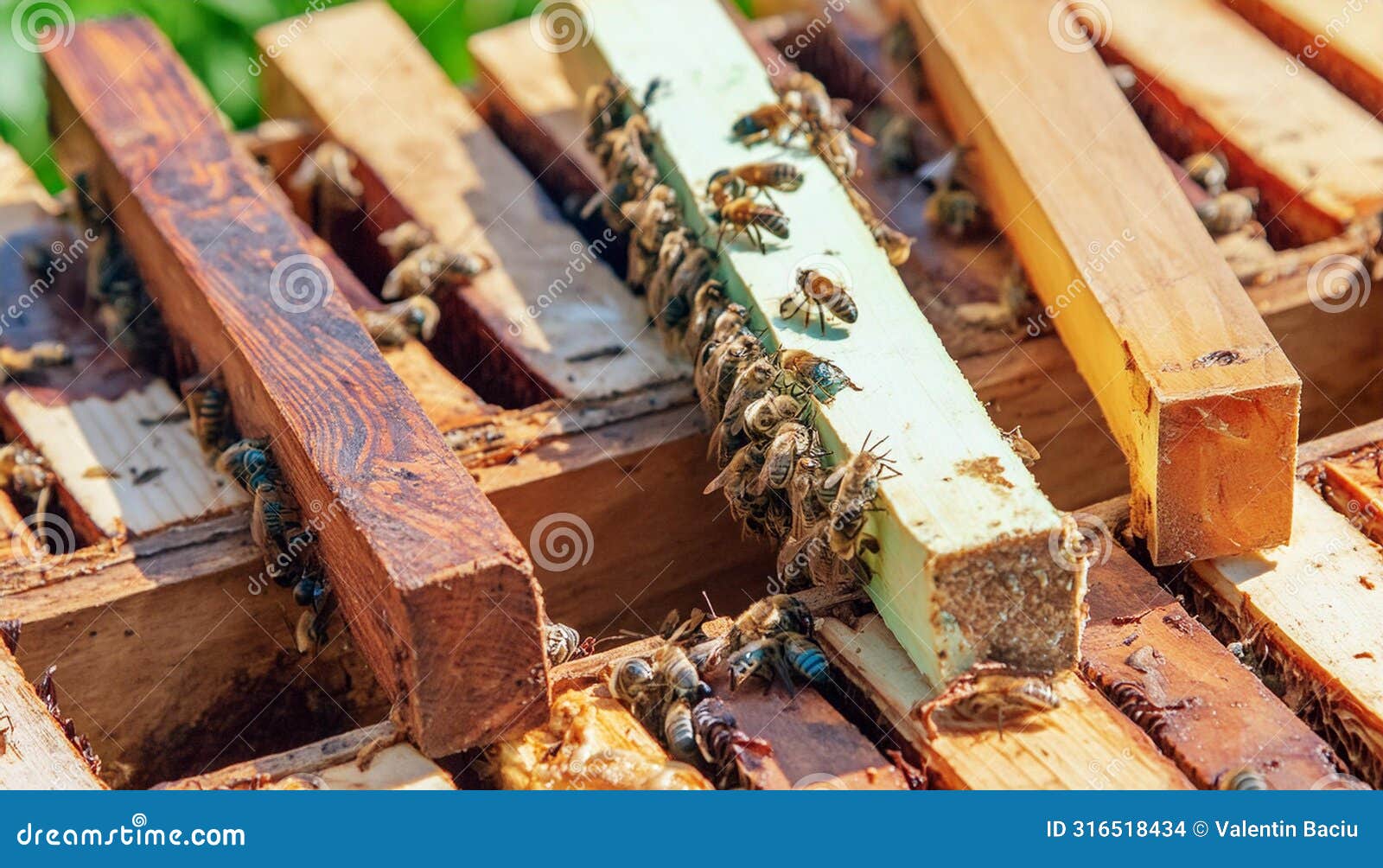 Busy Bees: Industrious Activity Inside A Beehive Stock Photography ...