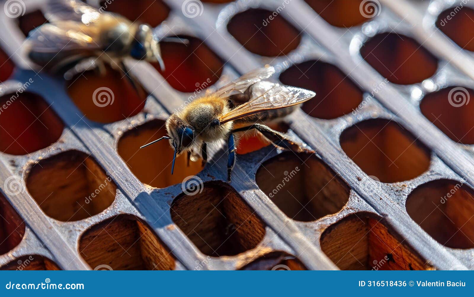 Busy Bees: Industrious Activity Inside a Beehive Stock Illustration ...