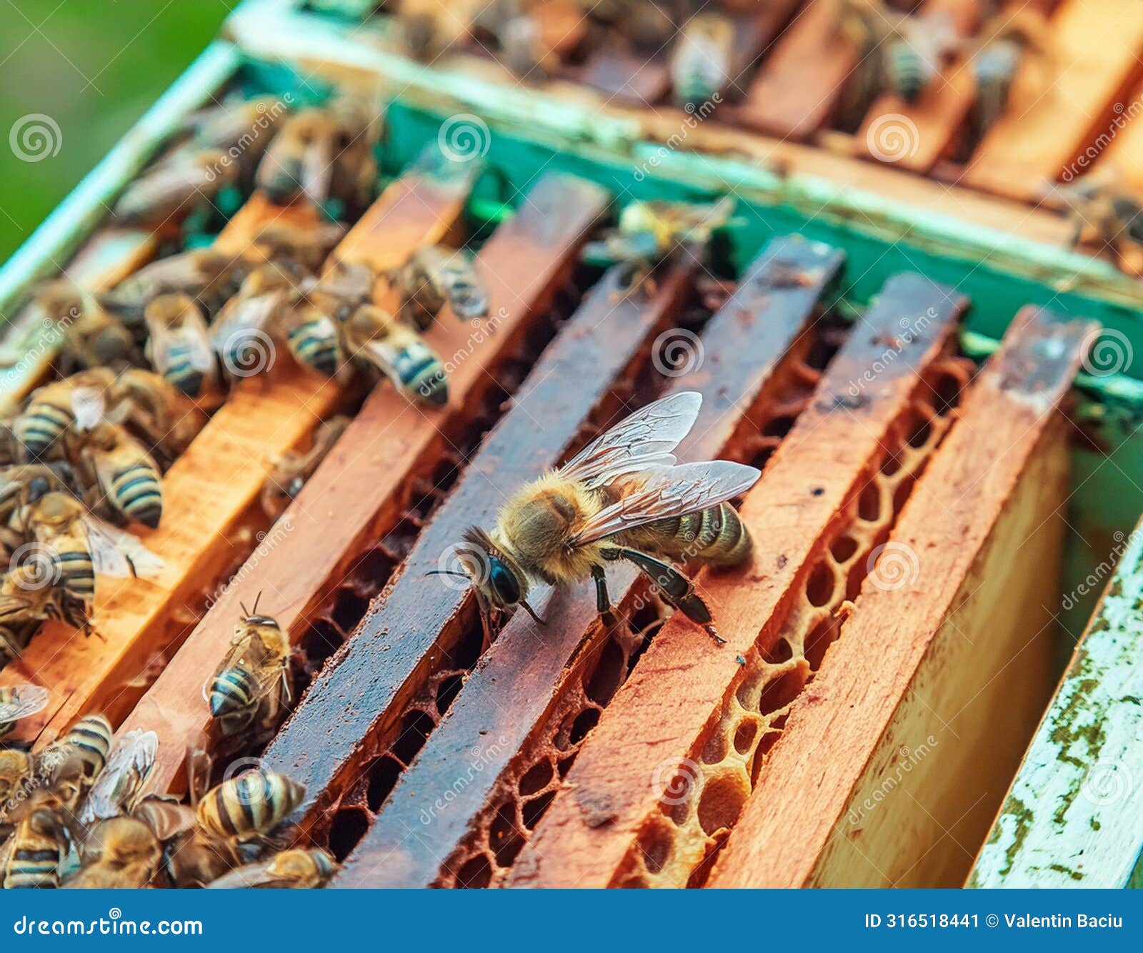 Busy Bees: Industrious Activity Inside a Beehive Stock Illustration ...