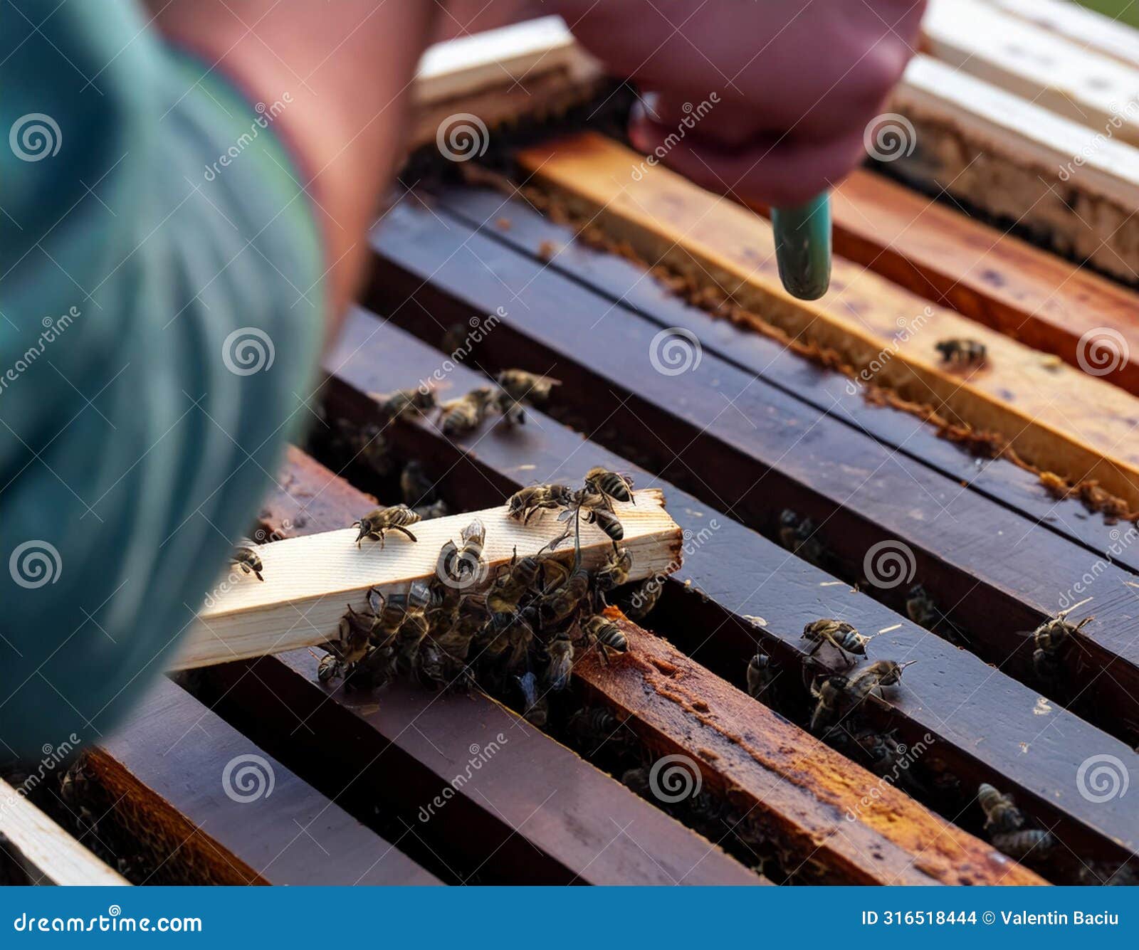 Busy Bees: Industrious Activity Inside a Beehive Stock Illustration ...