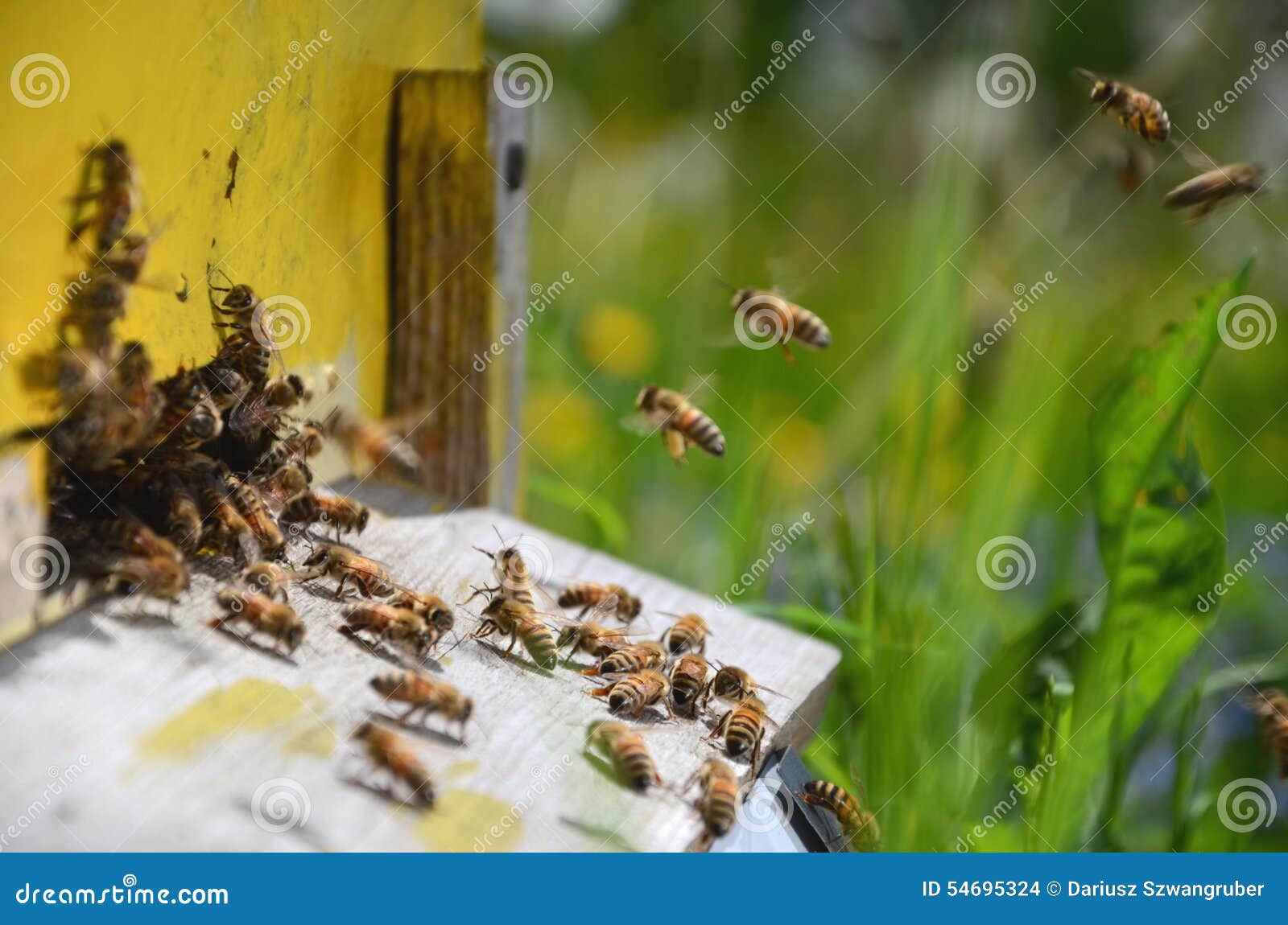 Busy Bees Returning with Honey and Pollen in Apiary Stock Photo - Image ...