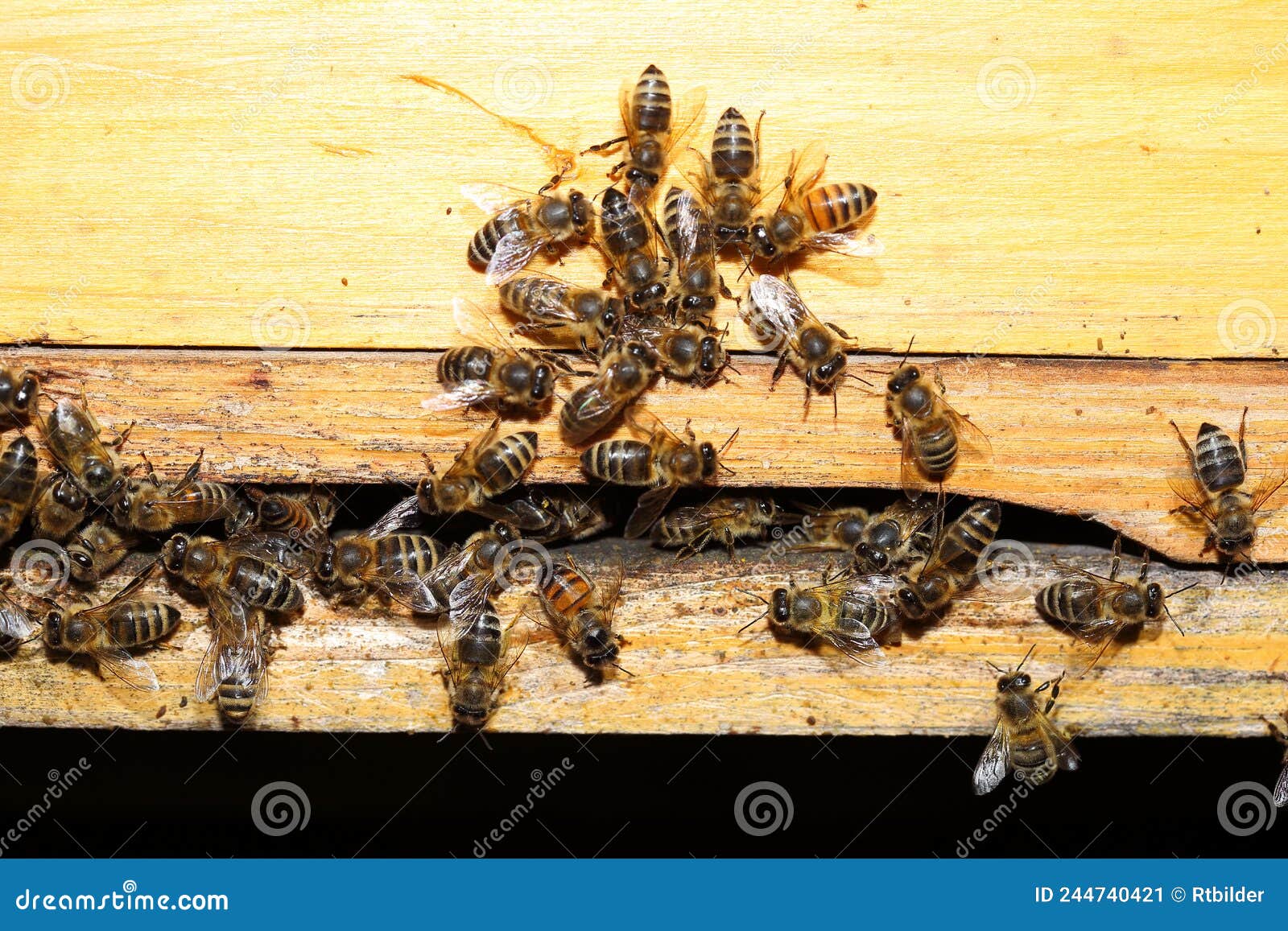 Busy Bees on a Yellow Bee Hive Stock Image - Image of beehive ...
