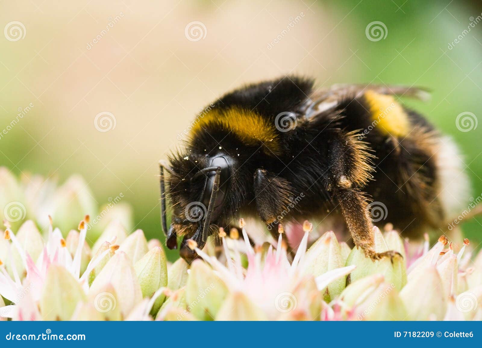 Busy being a bumble bee stock image. Image of bumble, natural - 7182209
