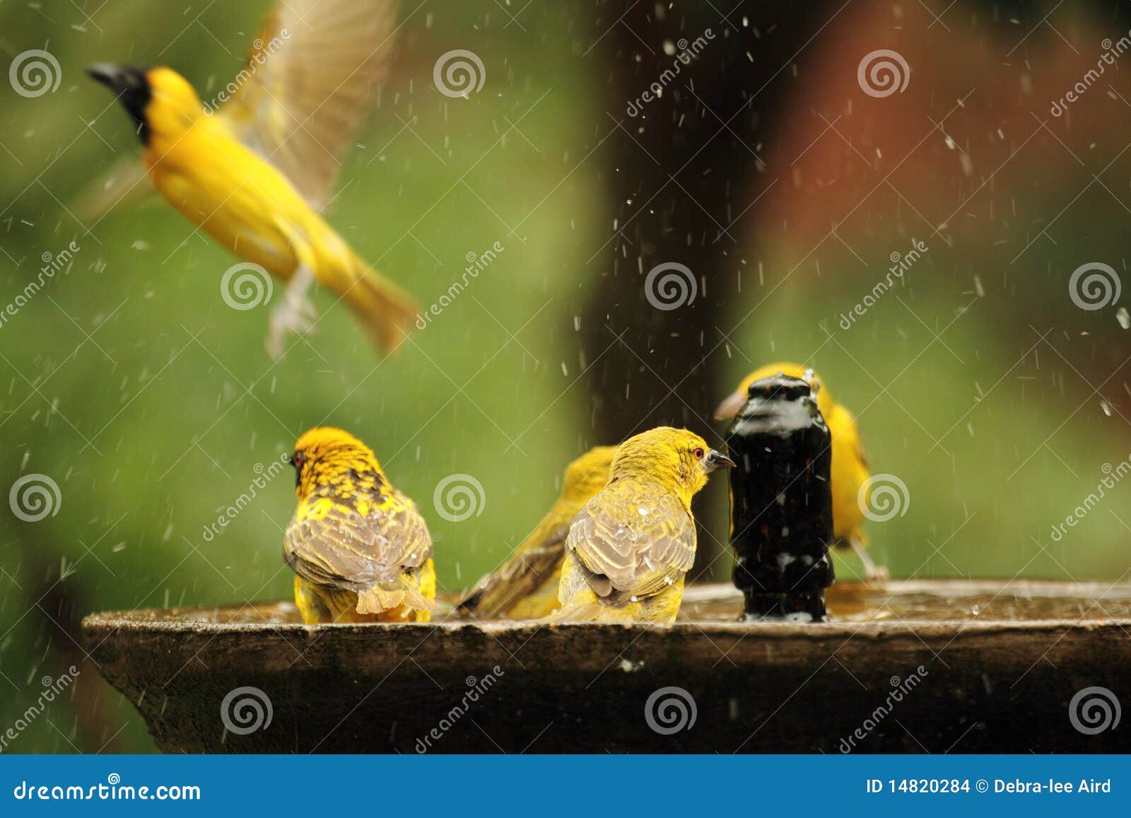 Busy bird bath stock photo. Image of attractive, birds - 14820284