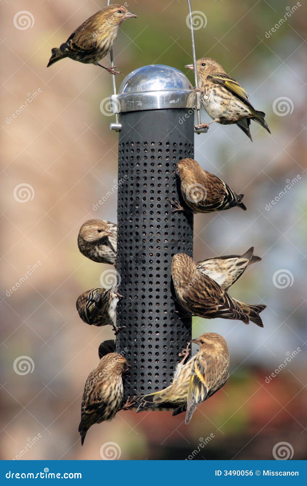 Busy bird feeder stock photo. Image of observation, busy - 3490056
