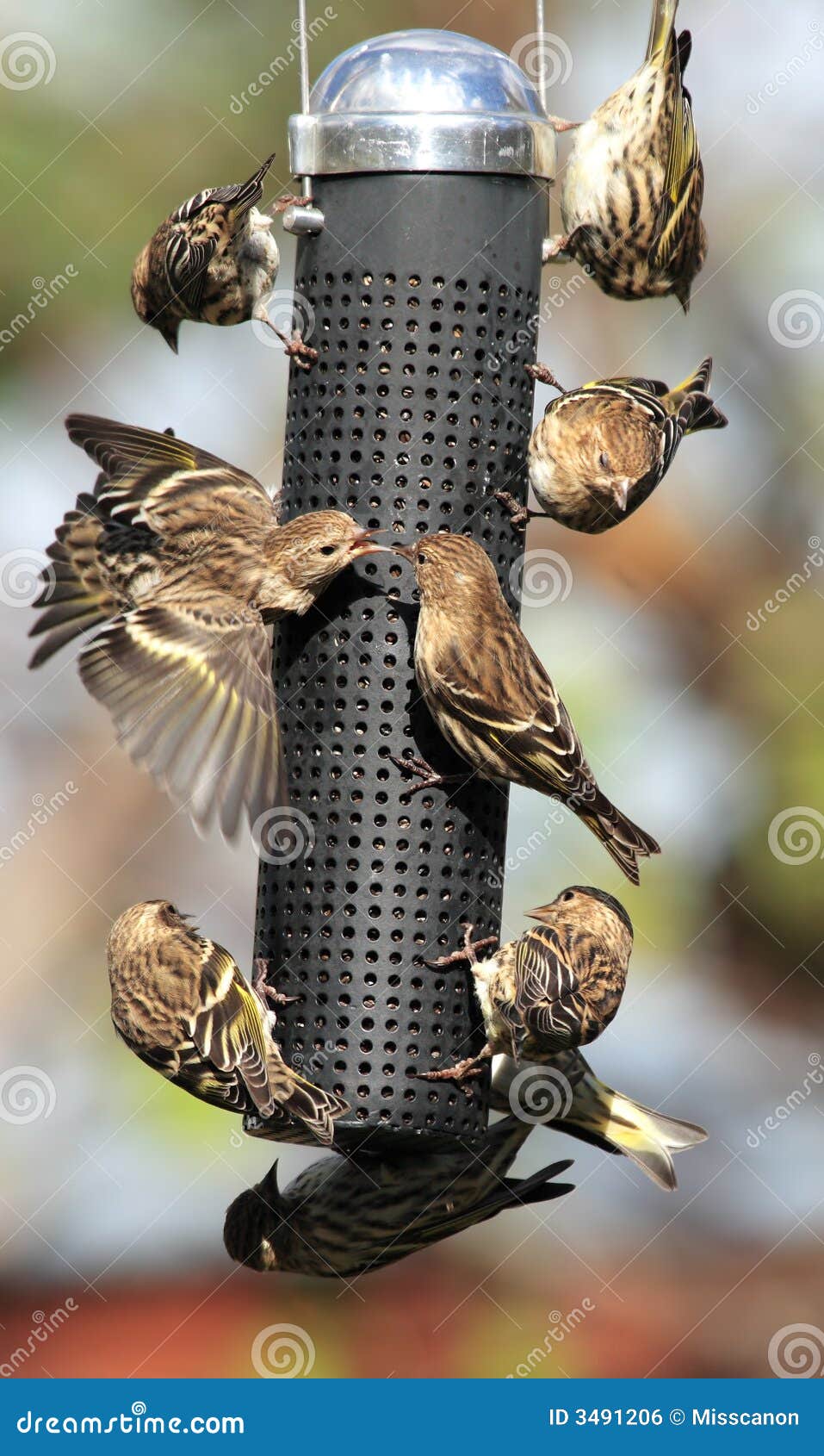 Busy bird feeder stock photo. Image of autumn, cardualis - 3491206
