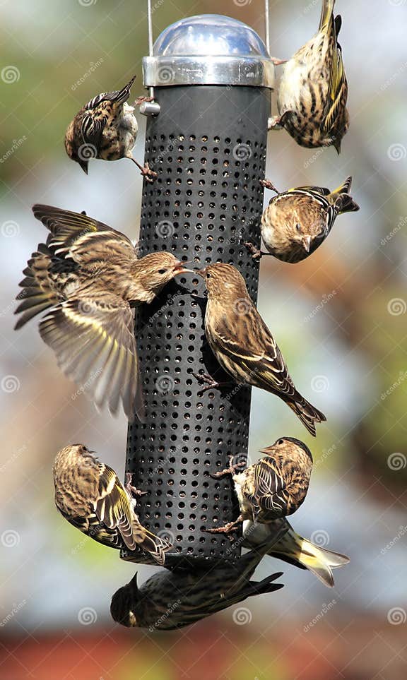 Busy bird feeder stock photo. Image of autumn, cardualis - 3491206