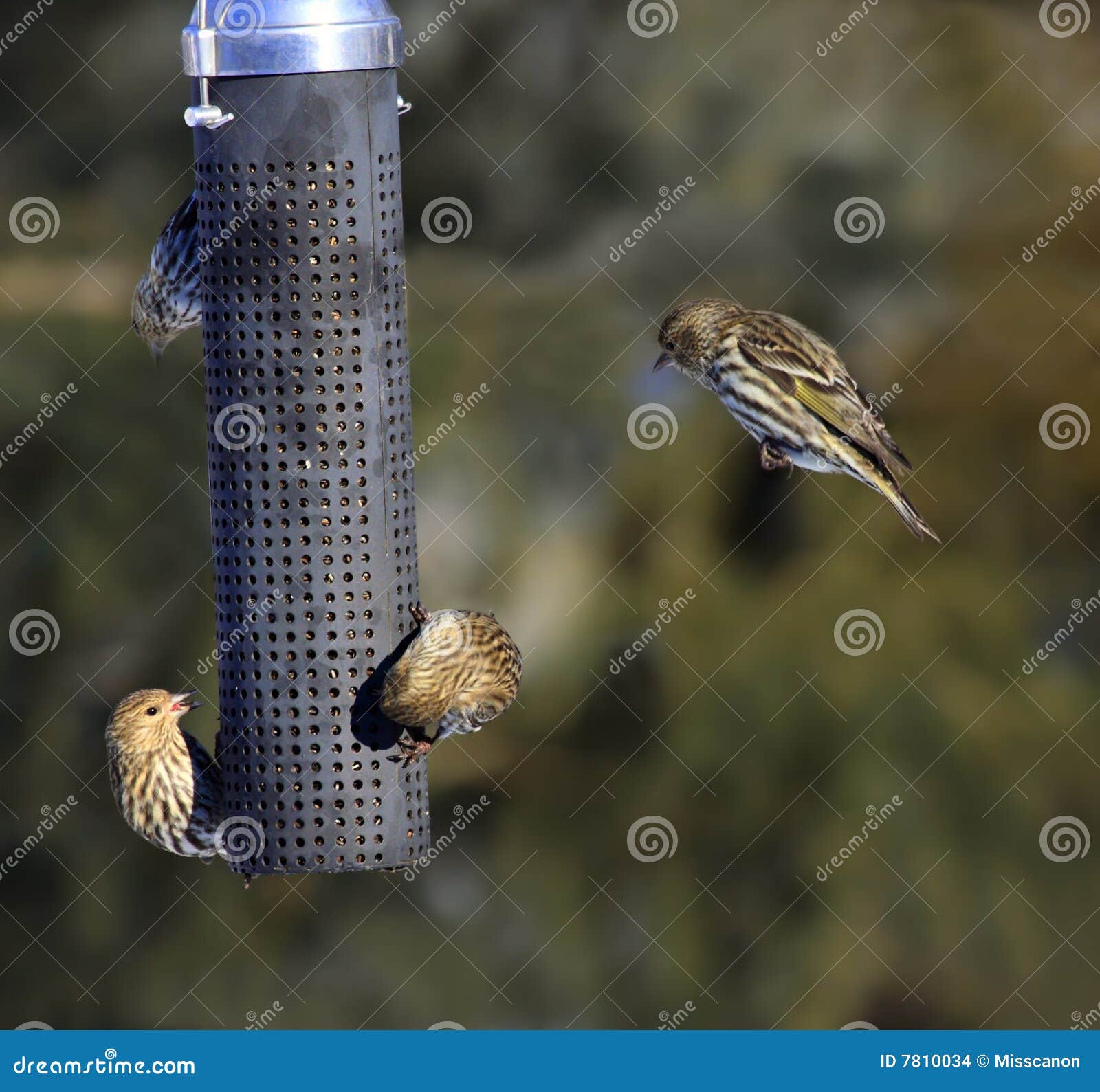 Busy bird feeder stock photo. Image of birds, busy, misscanon - 7810034