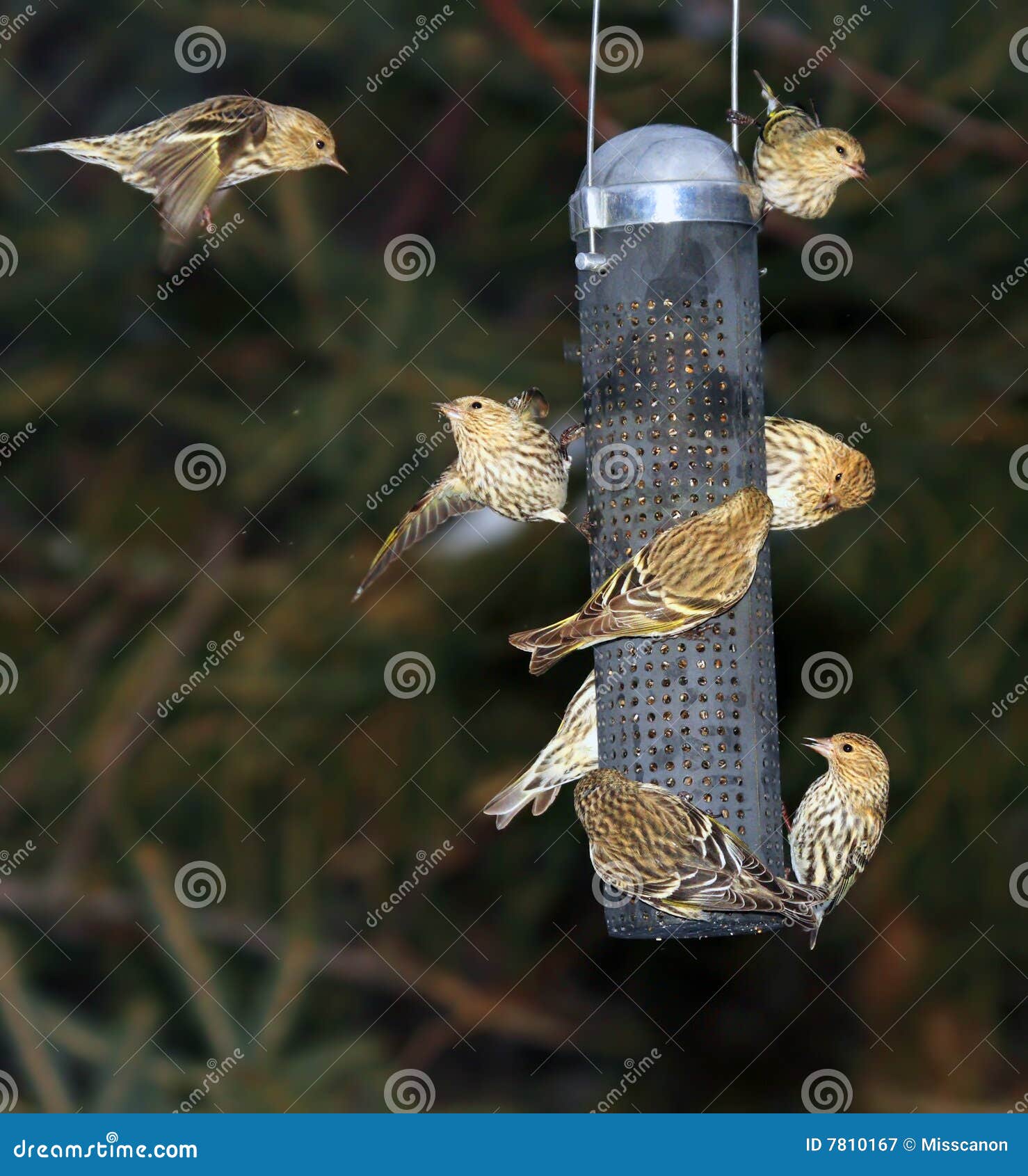 Busy bird feeder stock image. Image of bird, backyard - 7810167