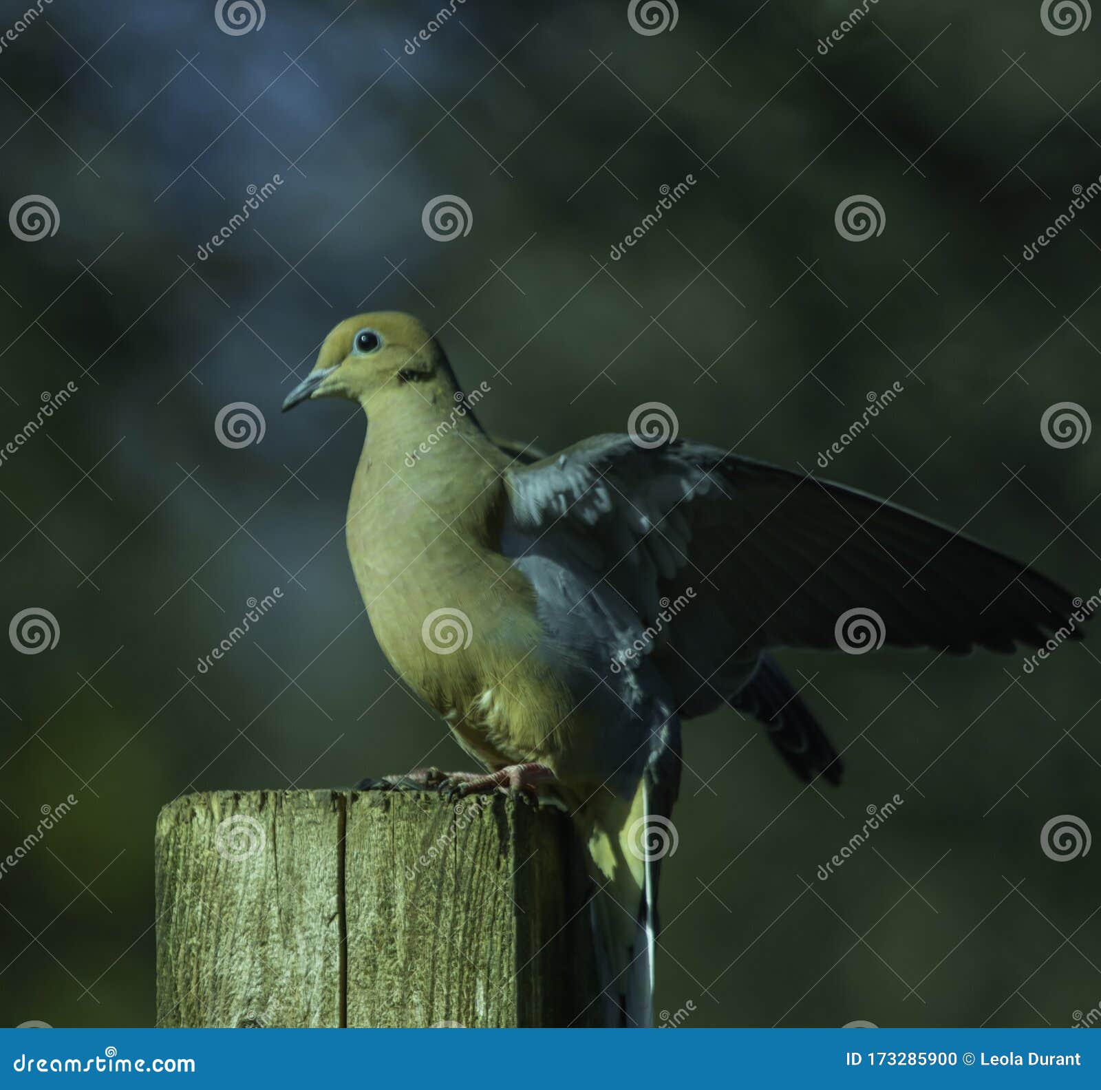 Mourning Dove with Wings Open Stock Photo - Image of carolina, fauna ...