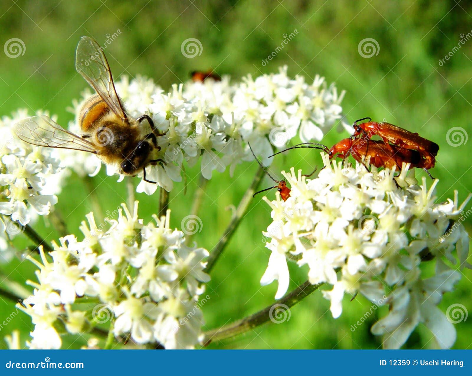 Busy Bugs And Bee ... Picture Image: 12359