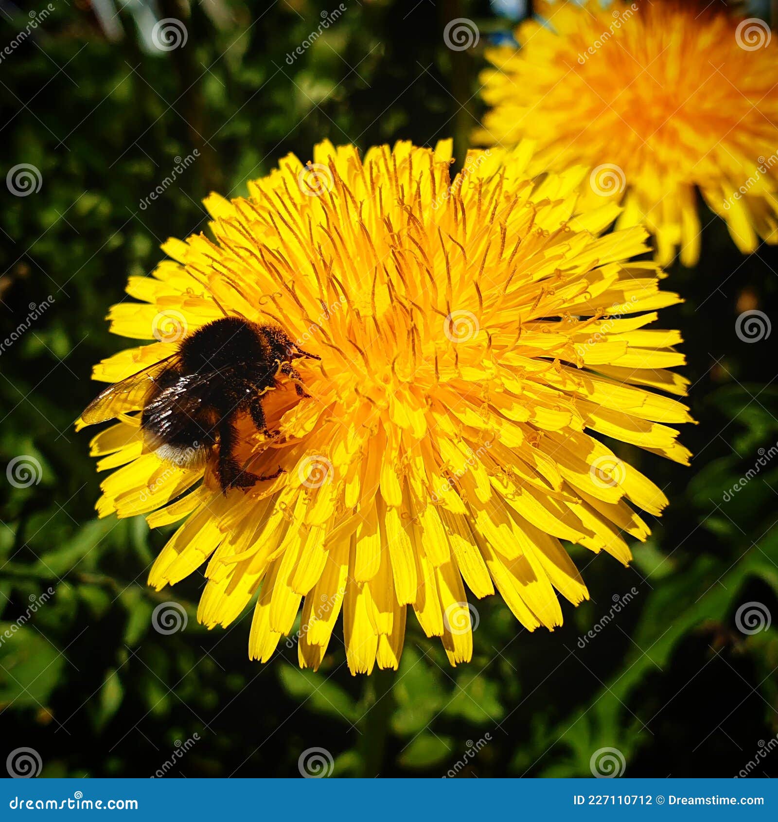 A busy bumblebee stock photo. Image of petal, invertebrate - 227110712