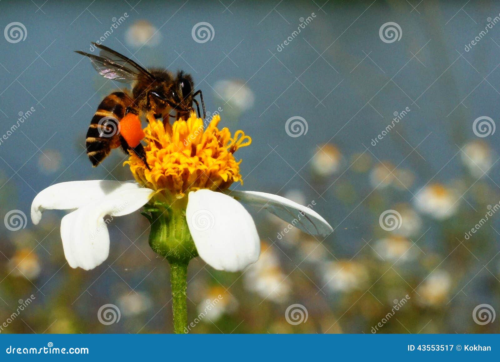 Busy buzzing bee stock image. Image of pollinating, nectar - 43553517