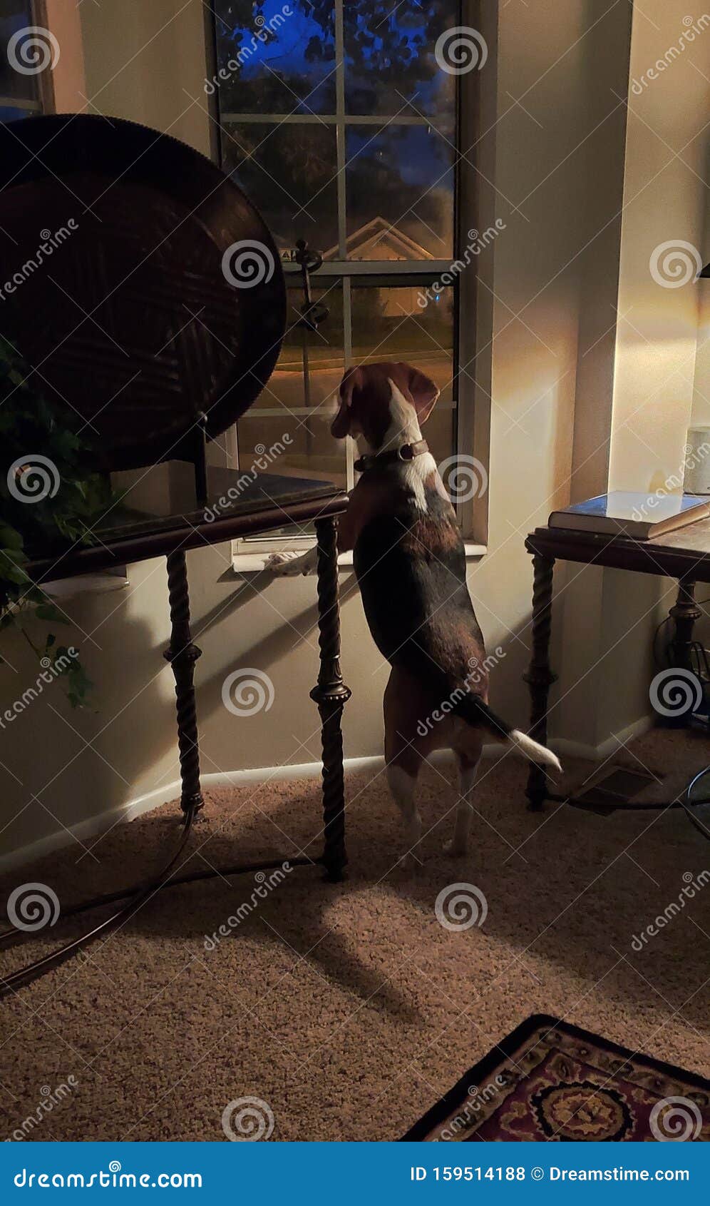 Always busy stock photo. Image of beagle, night, busy - 159514188