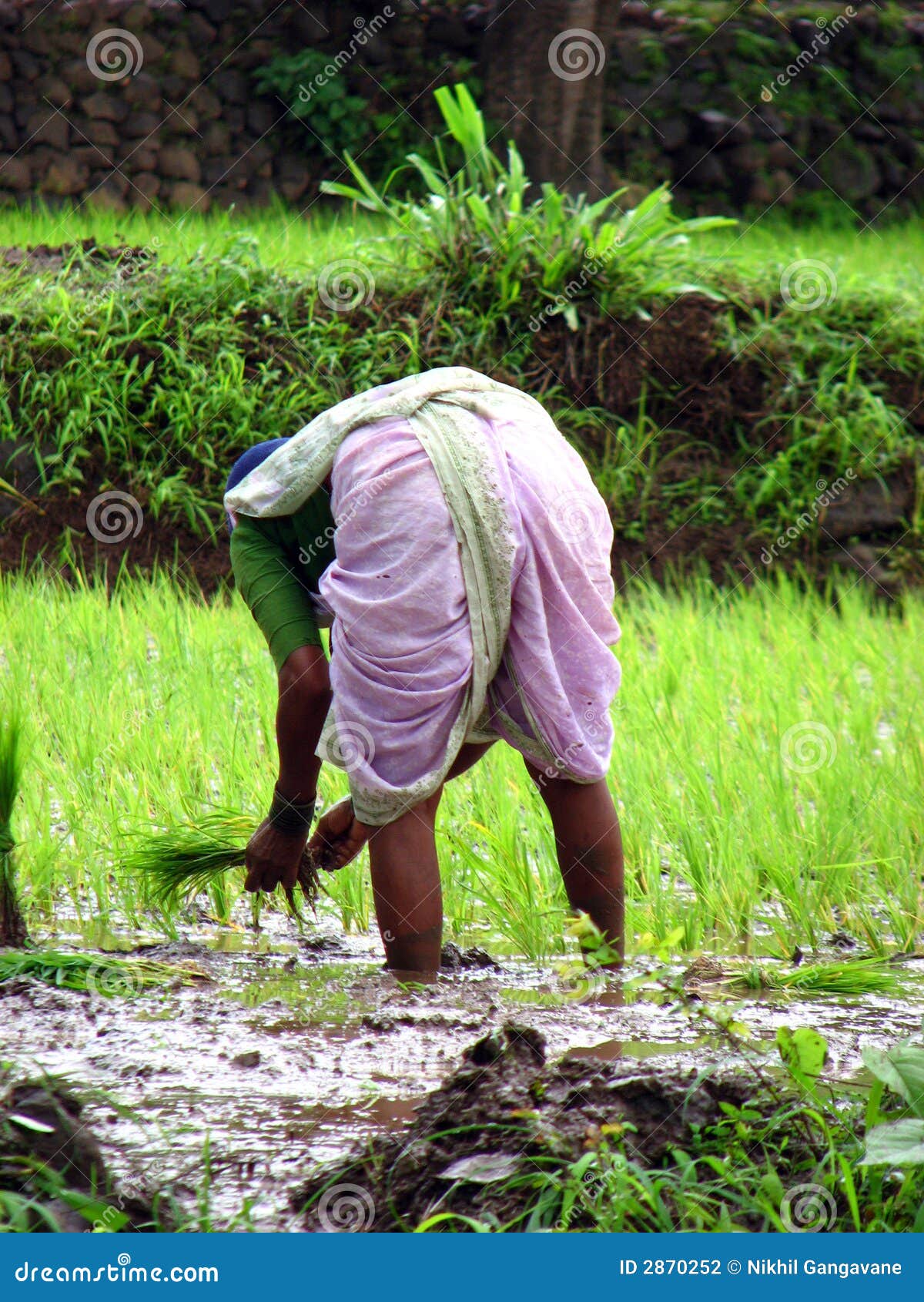 Busy Farmer stock photo. Image of farmers, busy, farms - 2870252