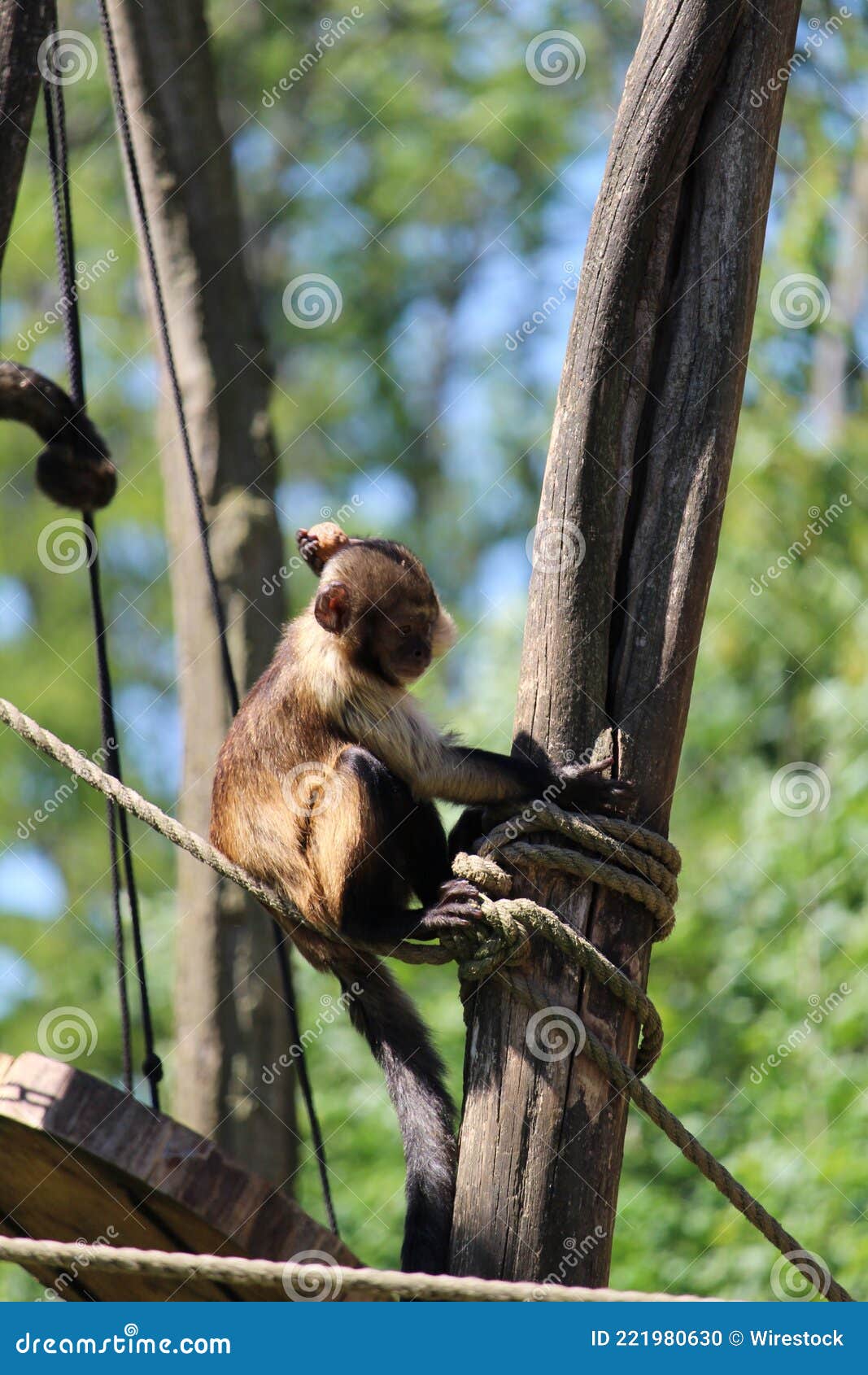 Busy Funny Ape Sitting on the Rope on the Tree Stock Photo - Image of ...