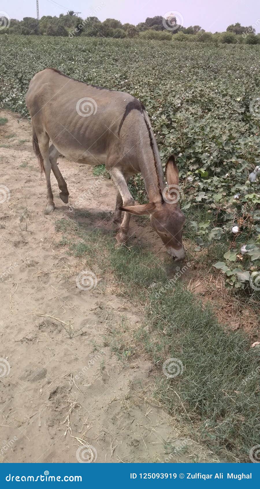A black big donkey stock image. Image of grass, busy - 125093919