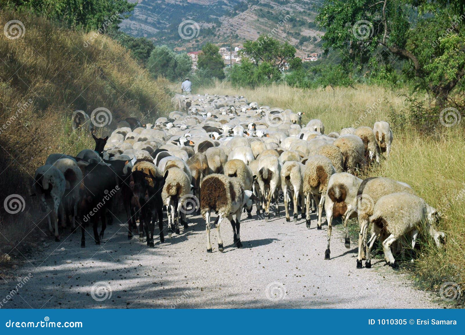 Busy Hour stock image. Image of countryside, agriculture - 1010305