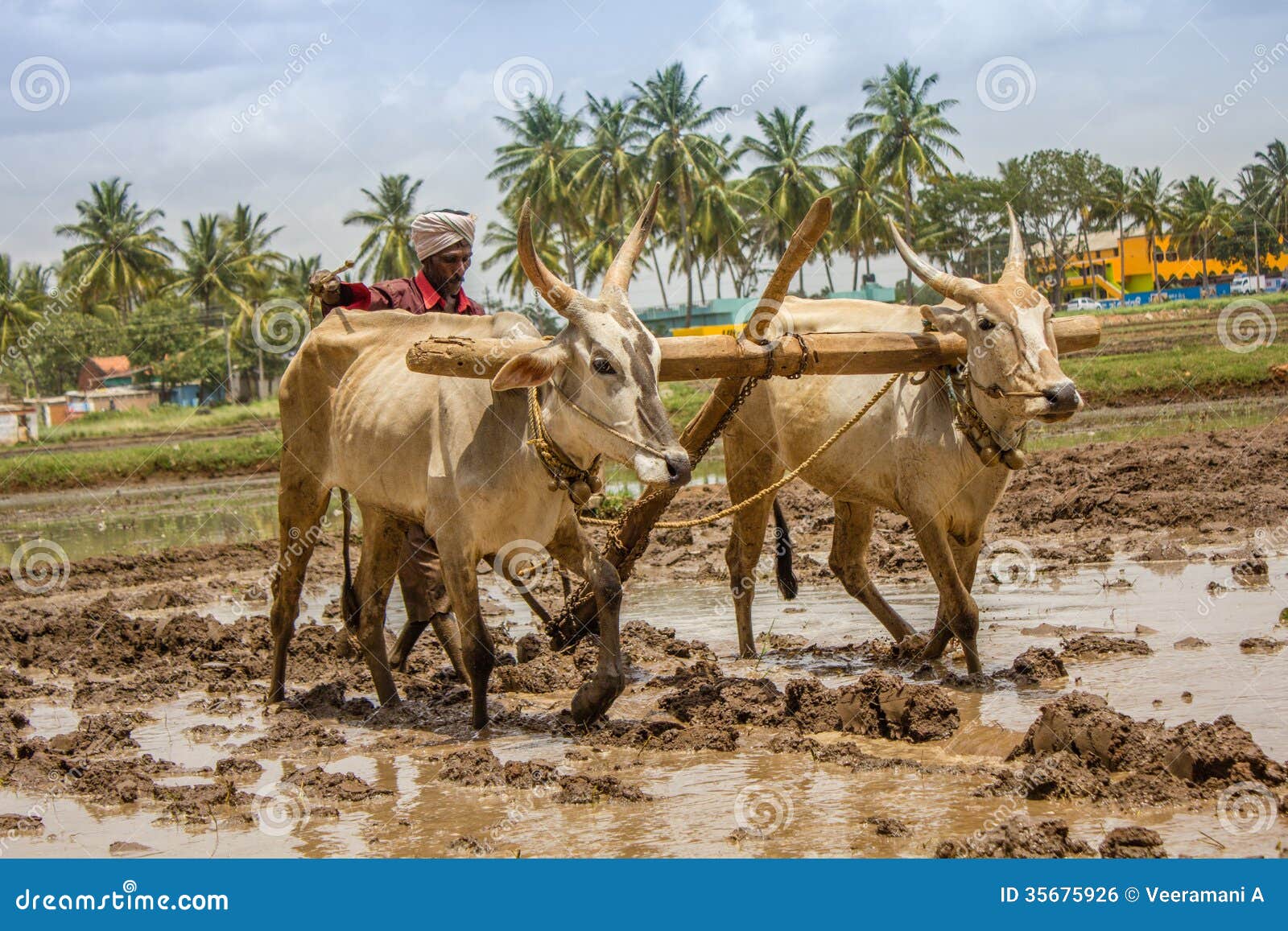 Busy Indian Farmer editorial photo. Image of india, paddy - 35675926