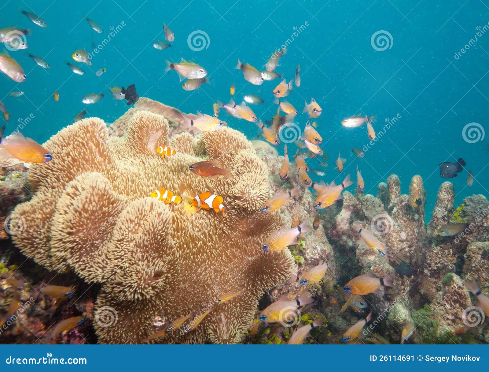 Busy life on coral reef stock image. Image of clown, macro - 26114691