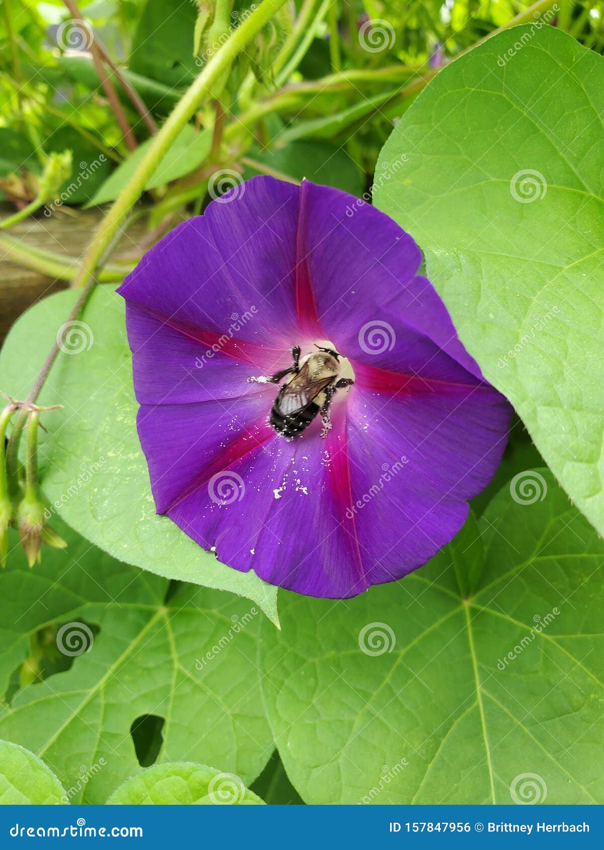 Busy little bee stock photo. Image of purple, little - 157847956