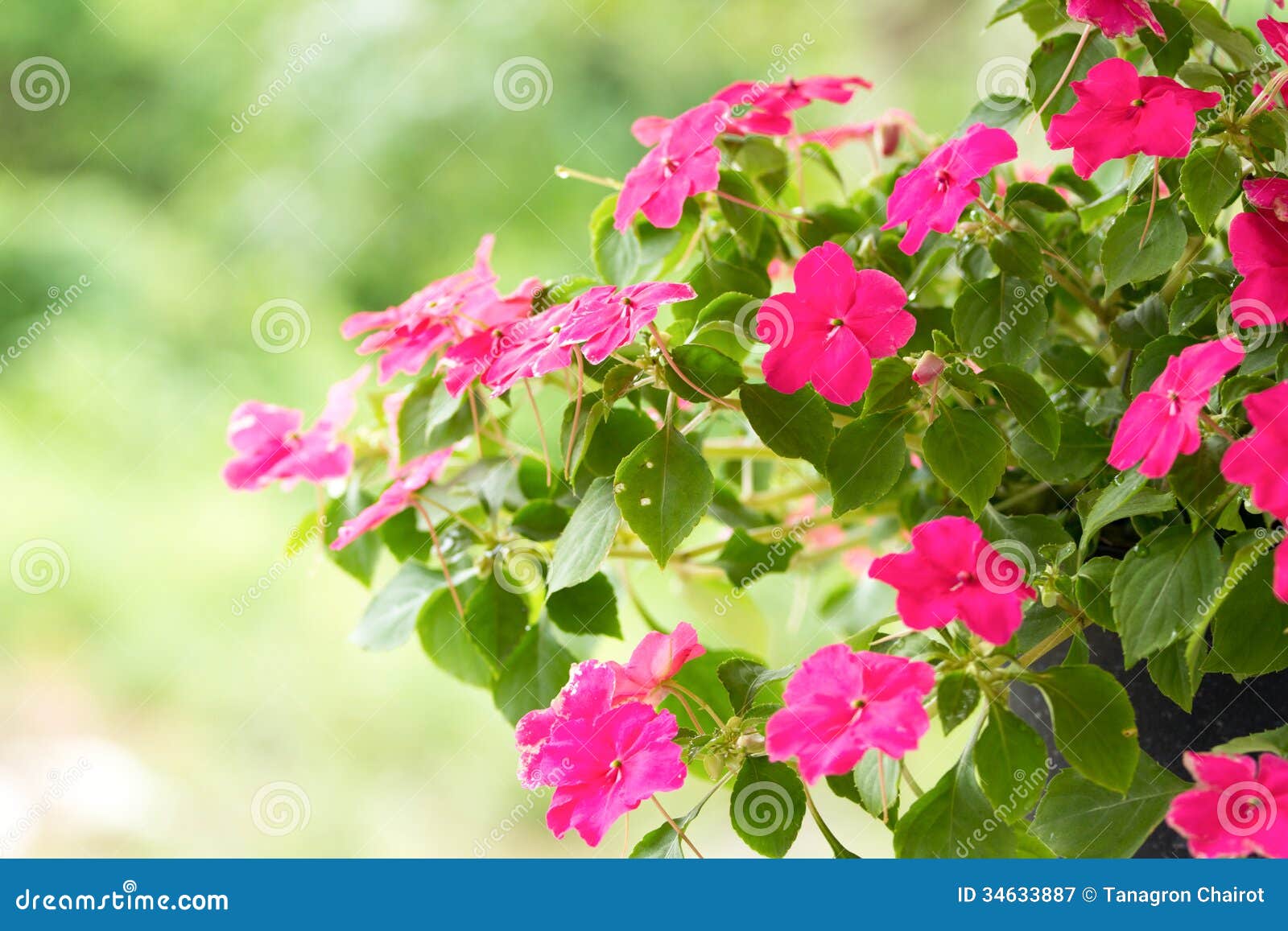 Busy Lizzie flowers stock image. Image of color, garden - 34633887