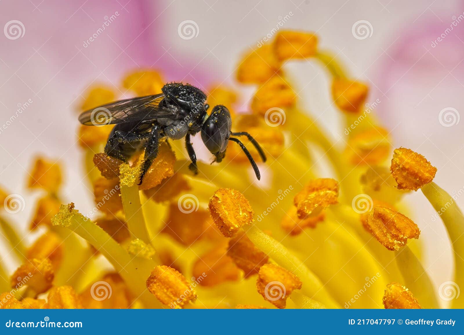 Busy Native Bee Pollinating a Flower Stock Image - Image of yellow ...