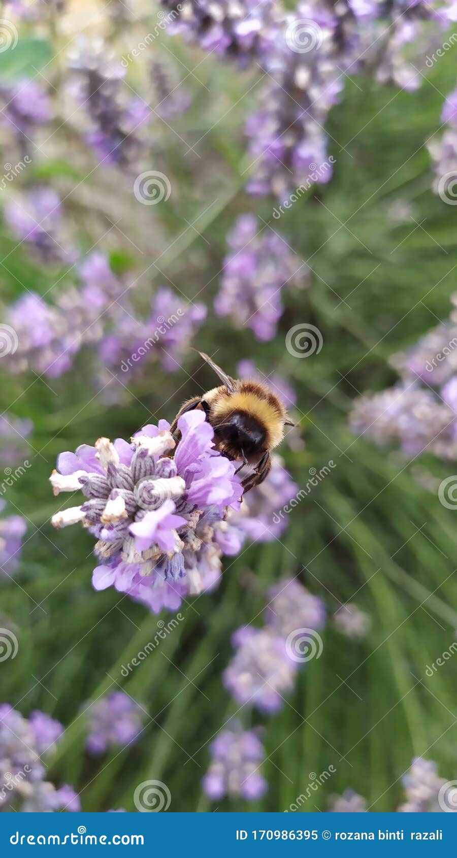 Busy wee bee stock image. Image of flower, busy, honeybee - 170986395