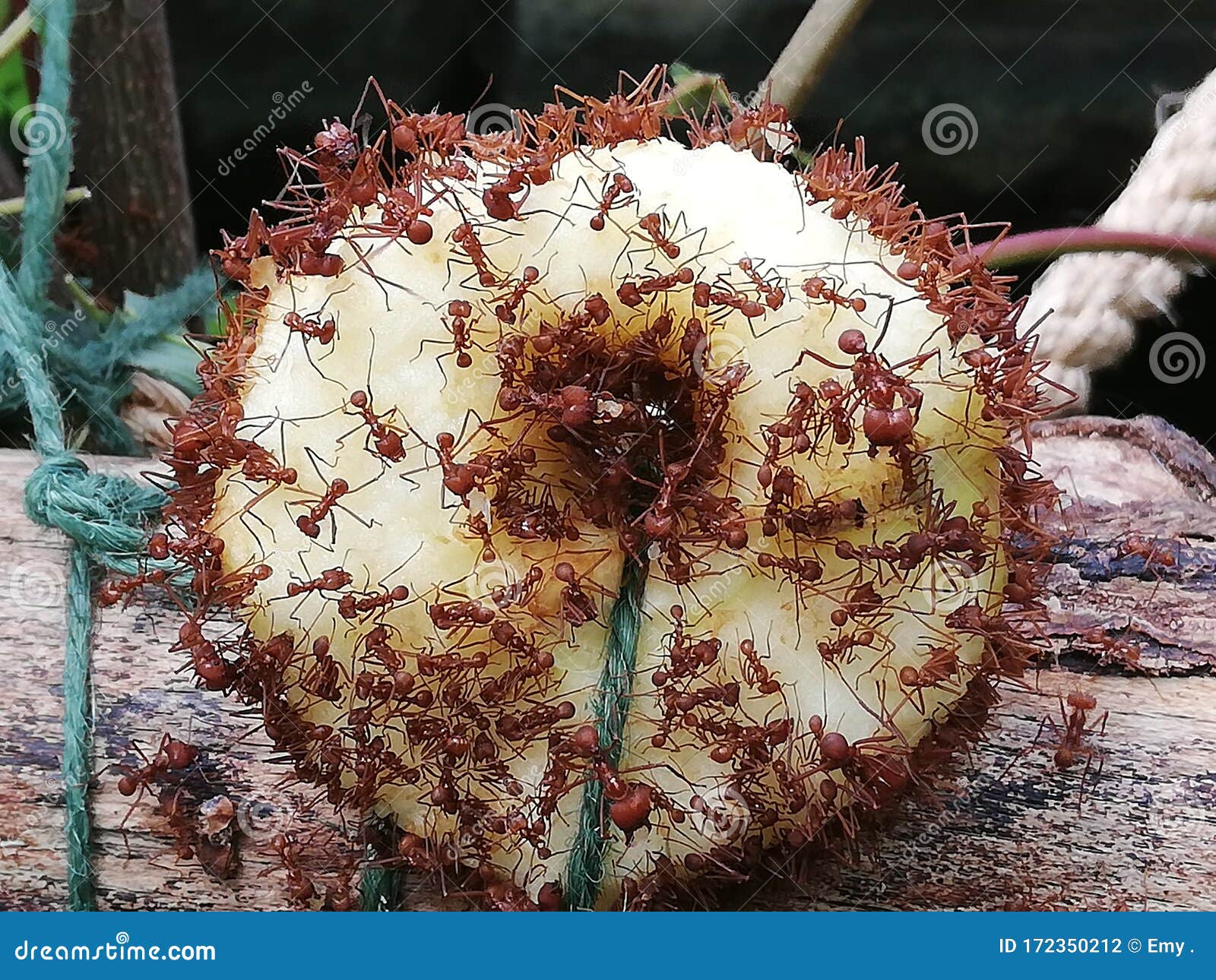 Busy Working Ants Apple Workers Wild Stock Photo - Image of apple, busy ...