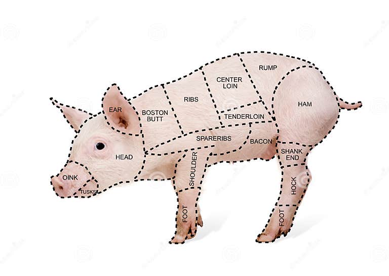 Butcher s pig chart stock photo. Image of belly, oink - 9534610