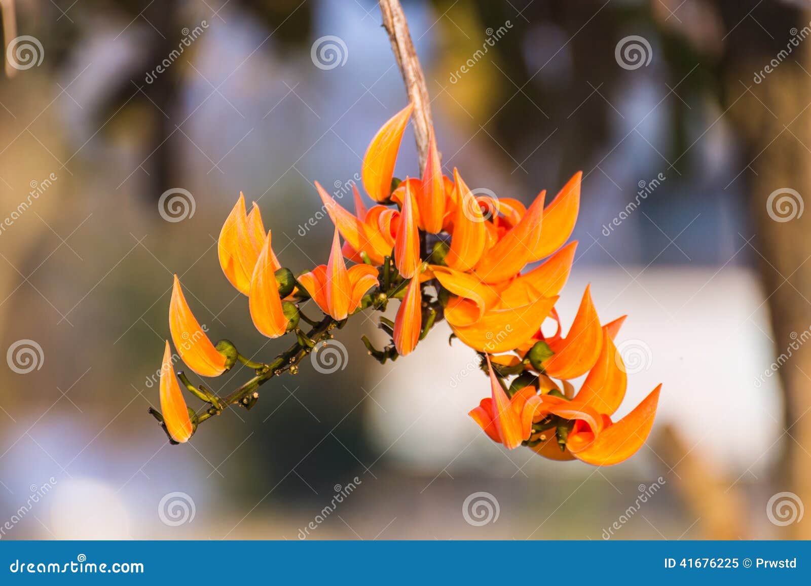 Butea Monosperma, Teak, Bengal Kino, Flame Of The Forest And Erythrina ...