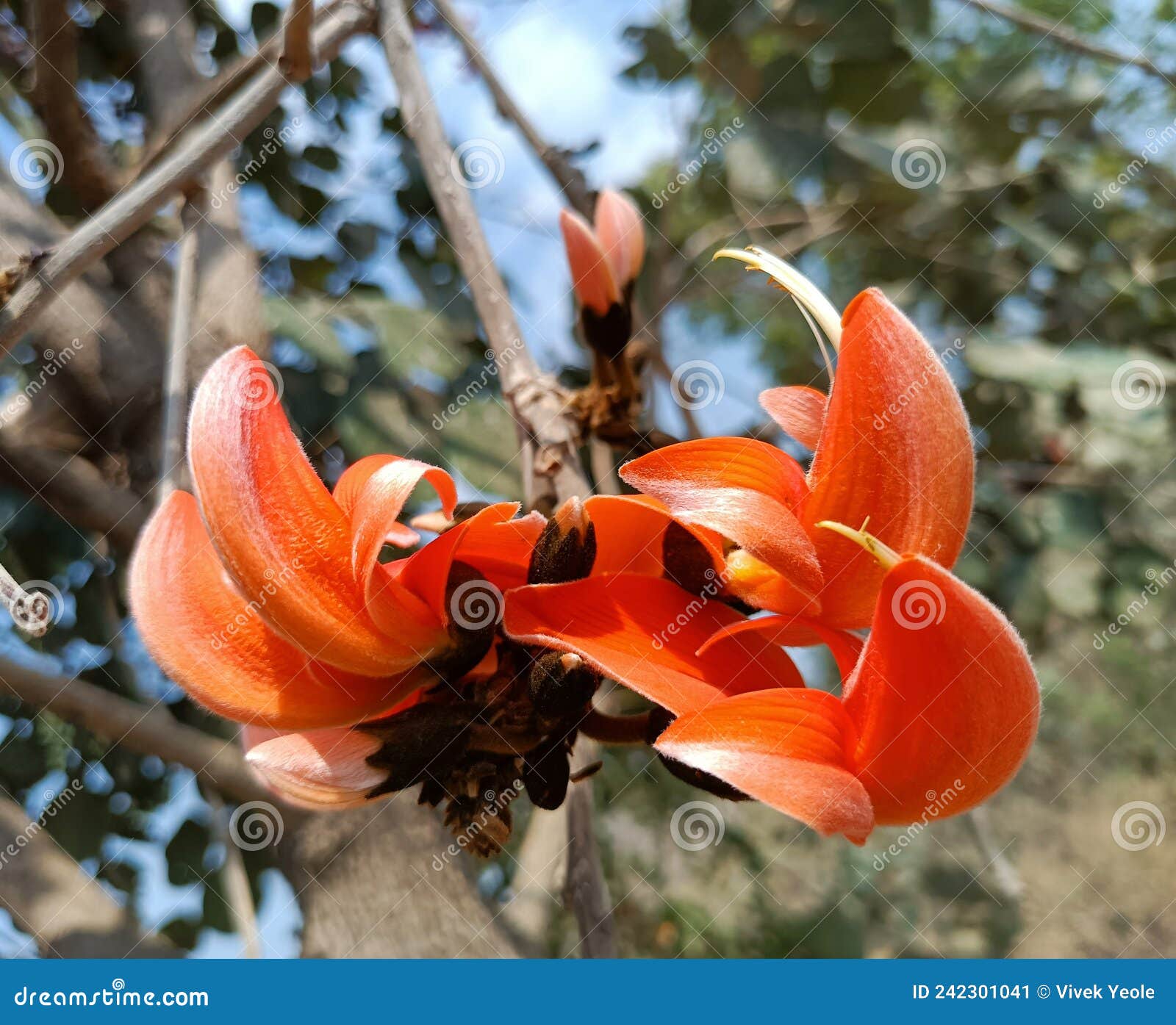 Butea Monosperma Flower Buds Group or Palash Flowers Stock Image ...