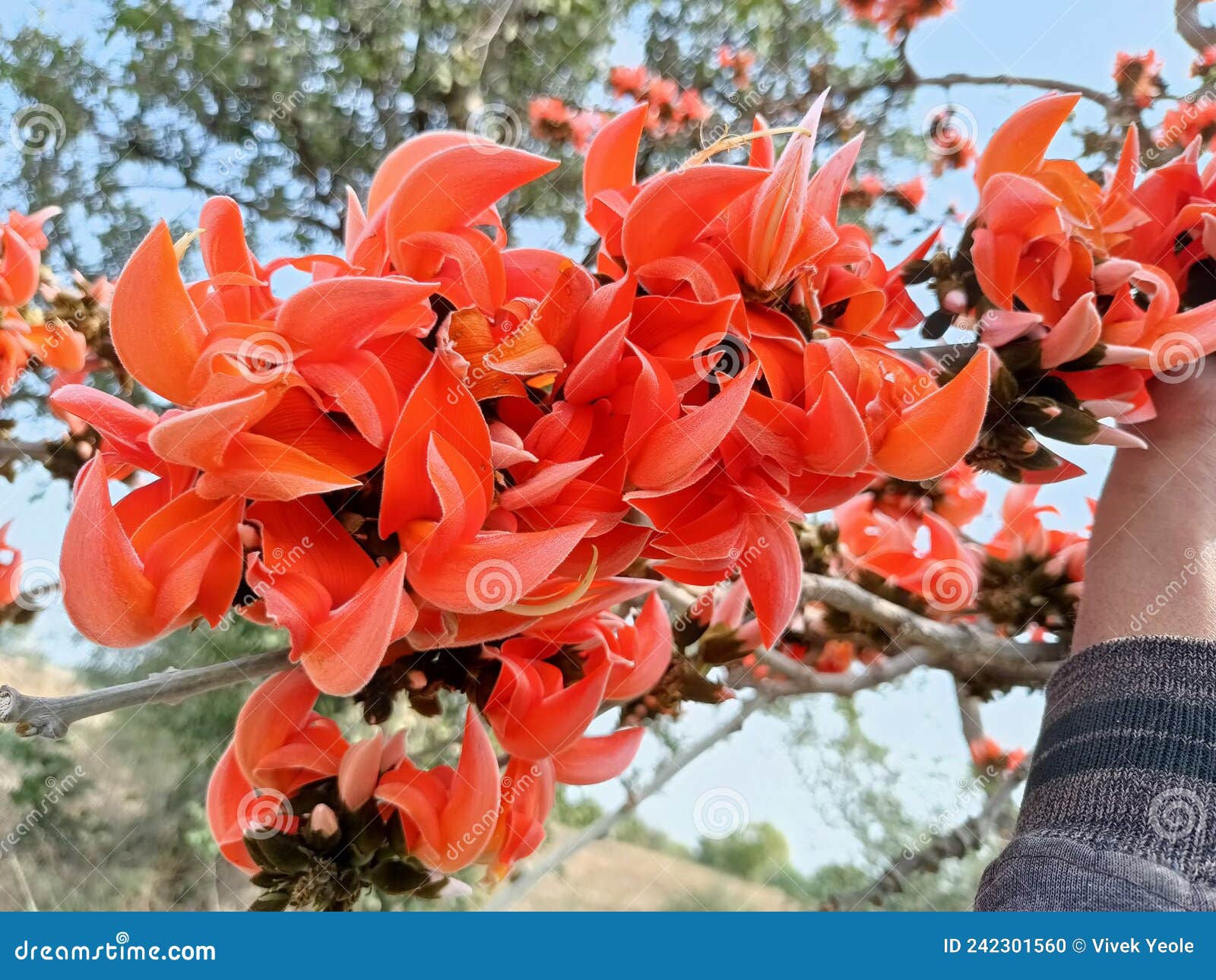 Butea Monosperma Flower Buds Group or Palash Flowers Stock Photo ...