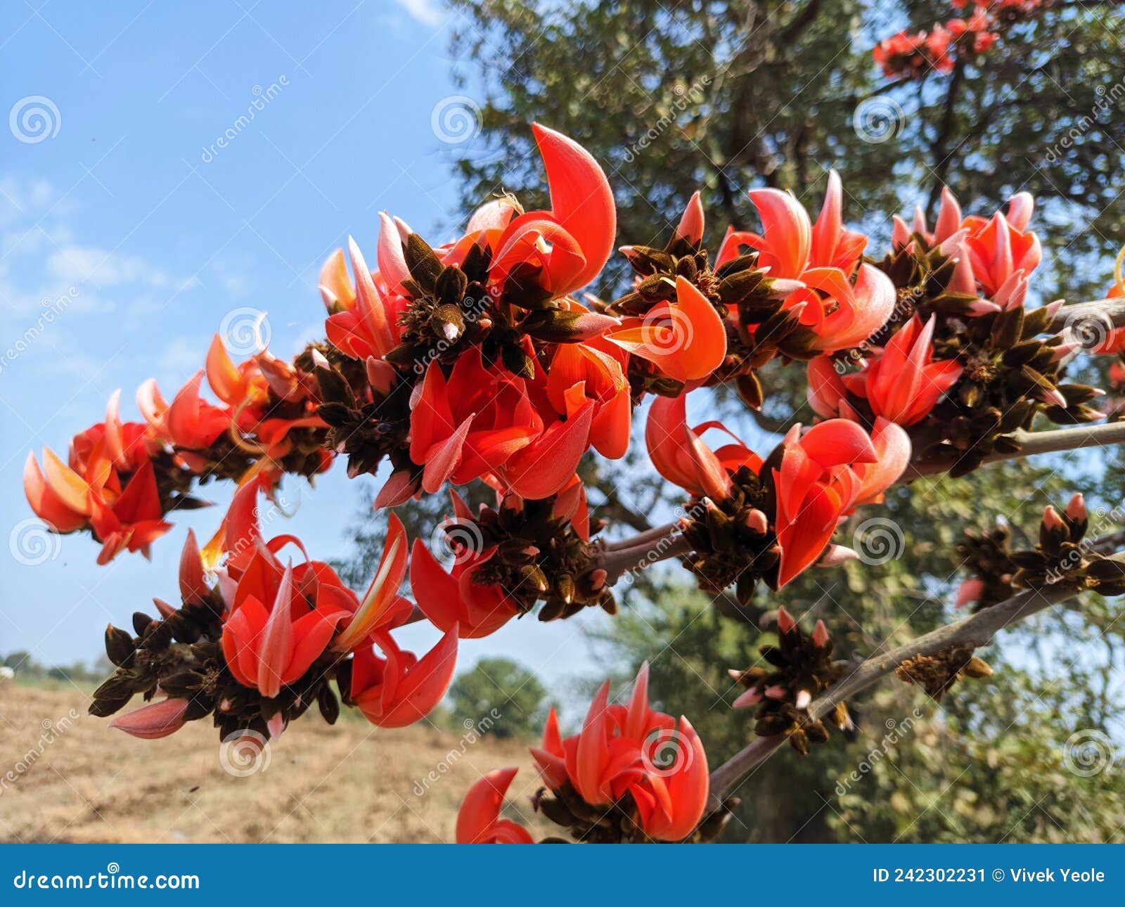 Butea Monosperma Flower Buds Group or Palash Flowers Stock Image ...