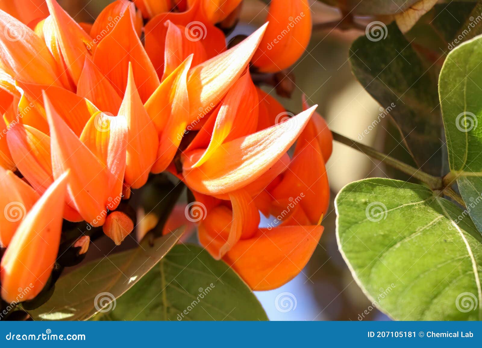 Butea monosperma flower stock image. Image of background - 207105181