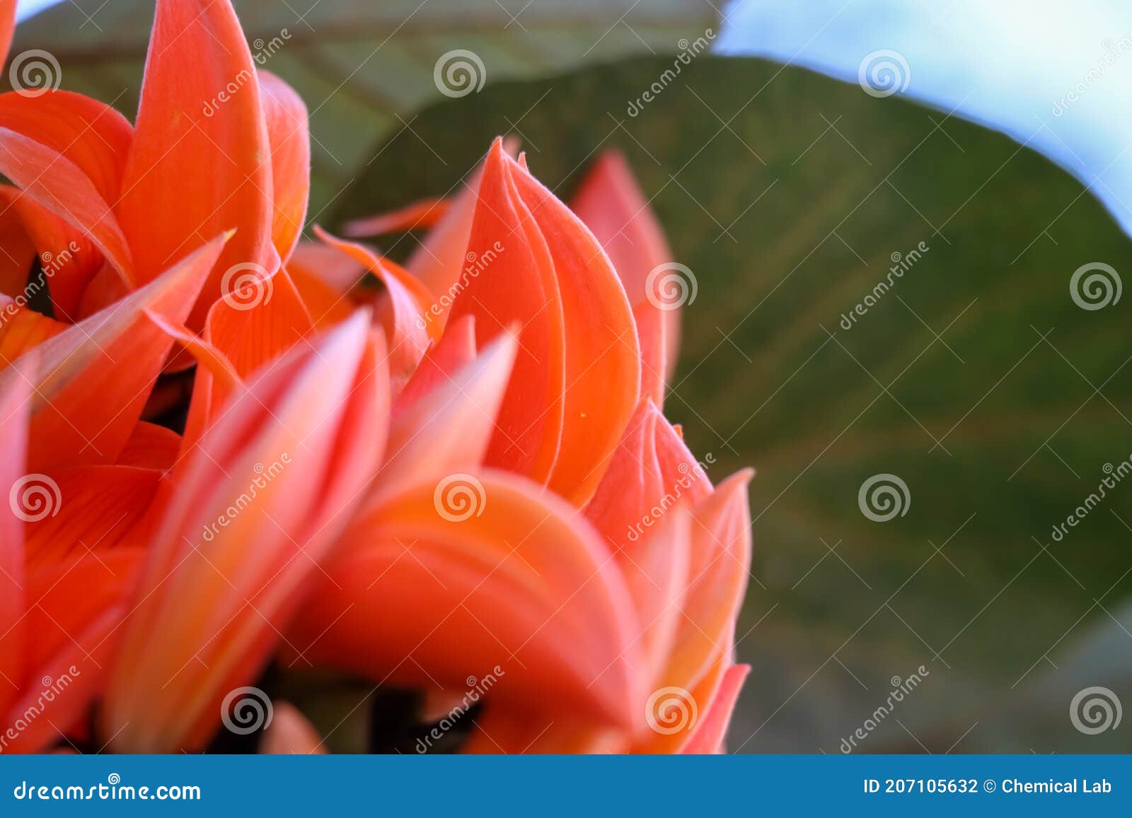 Butea monosperma flower stock photo. Image of bright - 207105632