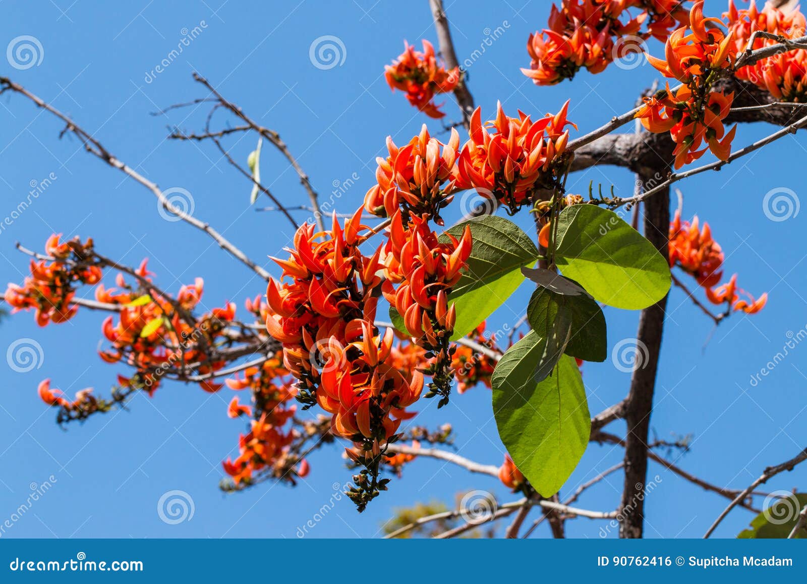 Butea monosperma Flower stock photo. Image of bengal - 90762416