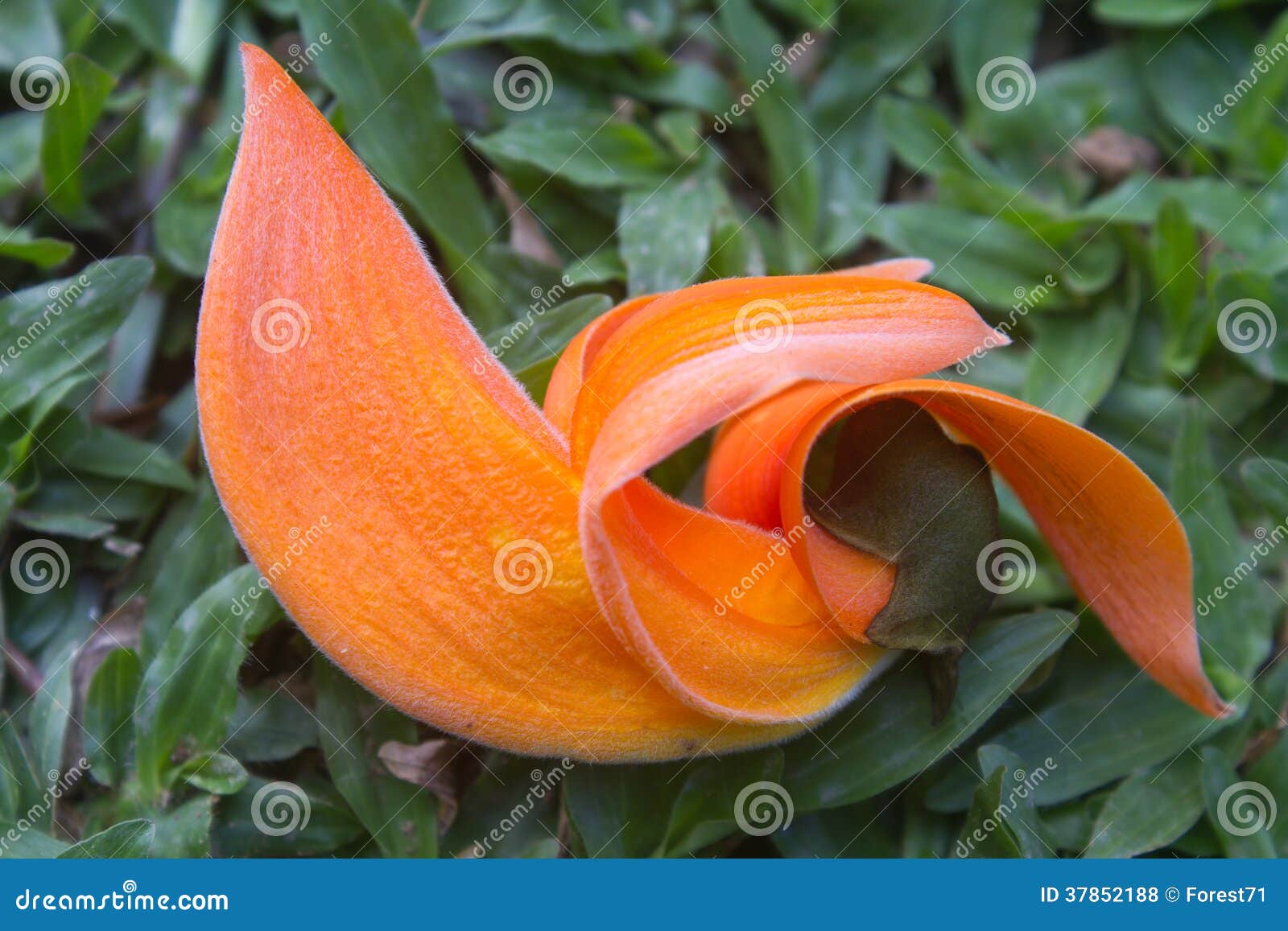 Butea monosperma flowers stock photo. Image of bengal - 37852188