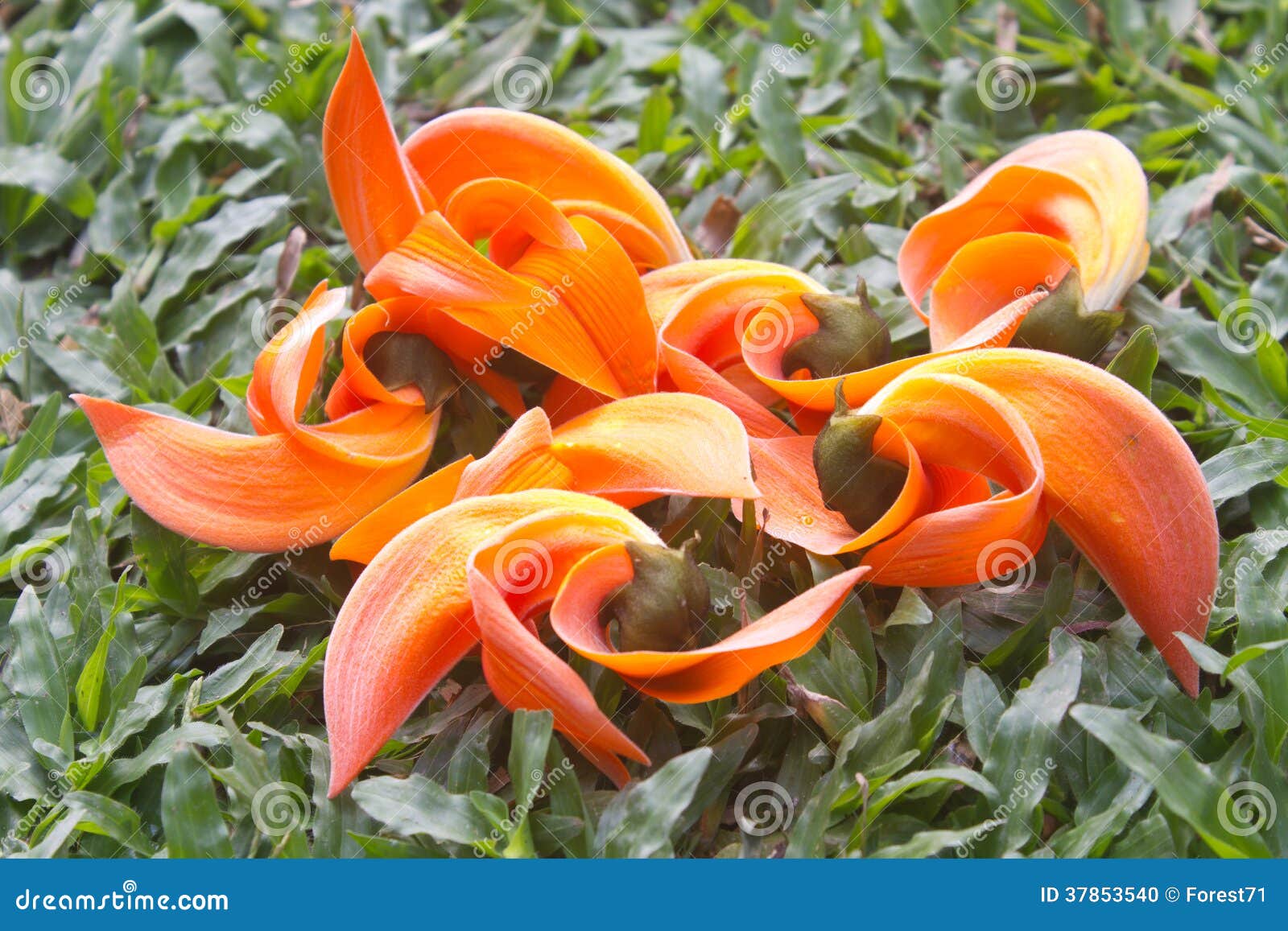 Butea monosperma flowers stock photo. Image of petals - 37853540