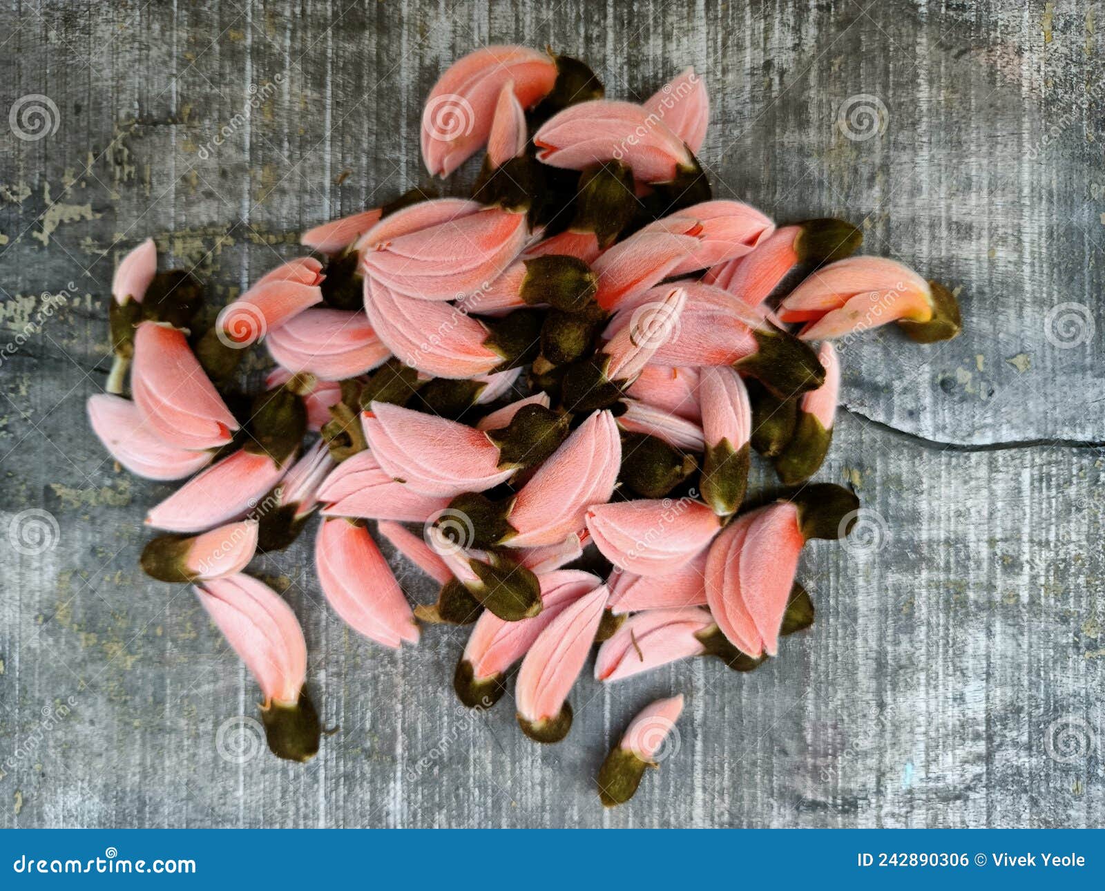 Butea Monosperma Flowers Patel or Palash Flowers Stock Photo - Image of ...