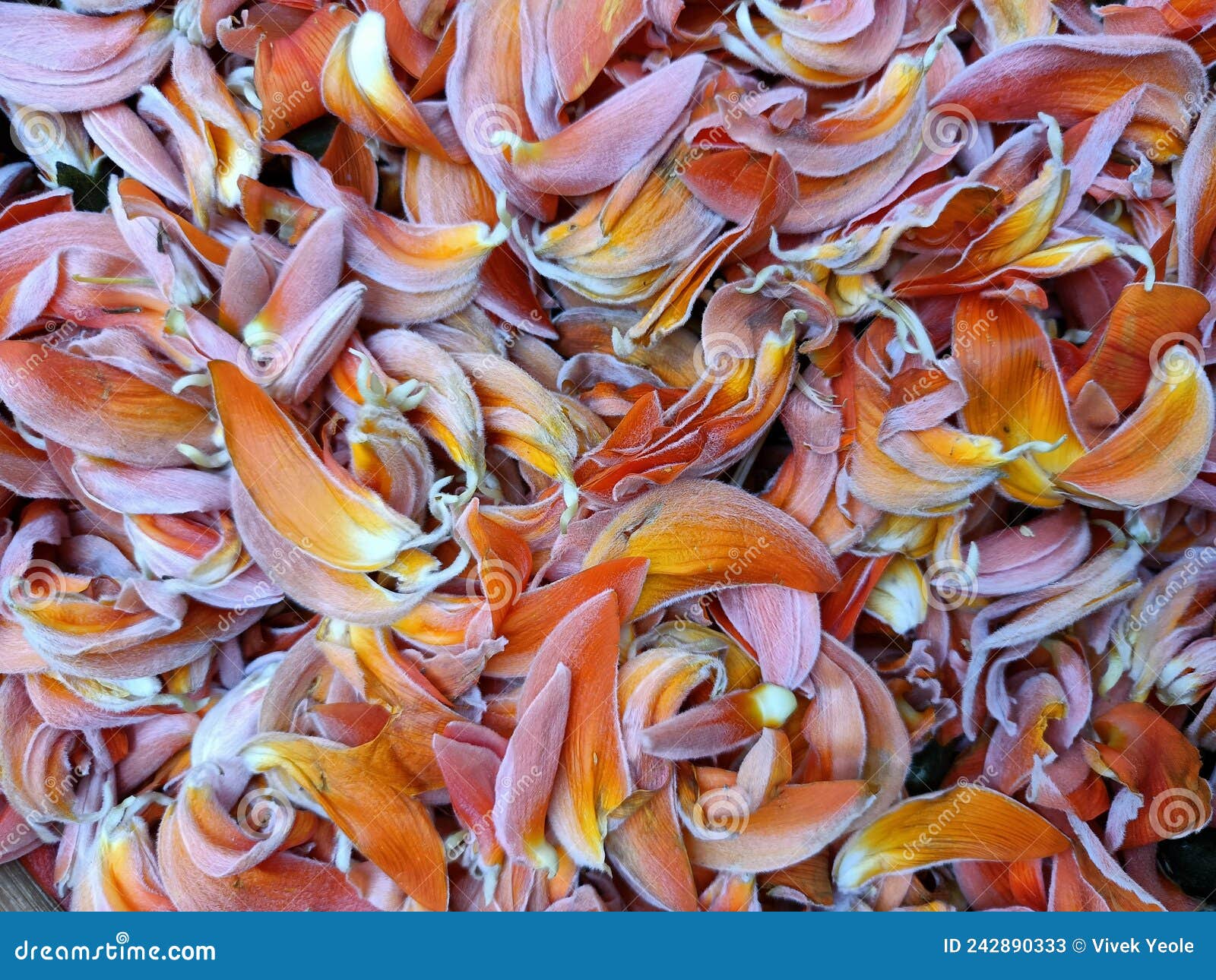 Butea Monosperma Flowers Patel or Palash Flowers Stock Image - Image of texture, flame: 242890333