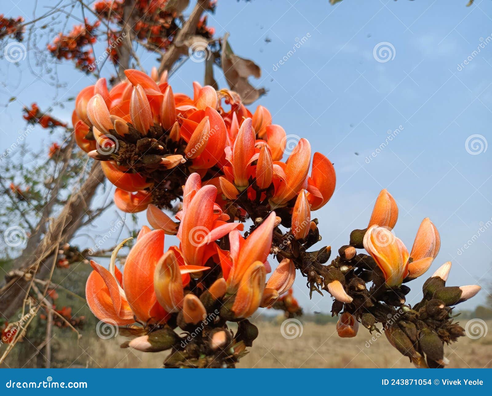 Butea Monosperma Flowers on Plant Stem Stock Photo - Image of flowers ...
