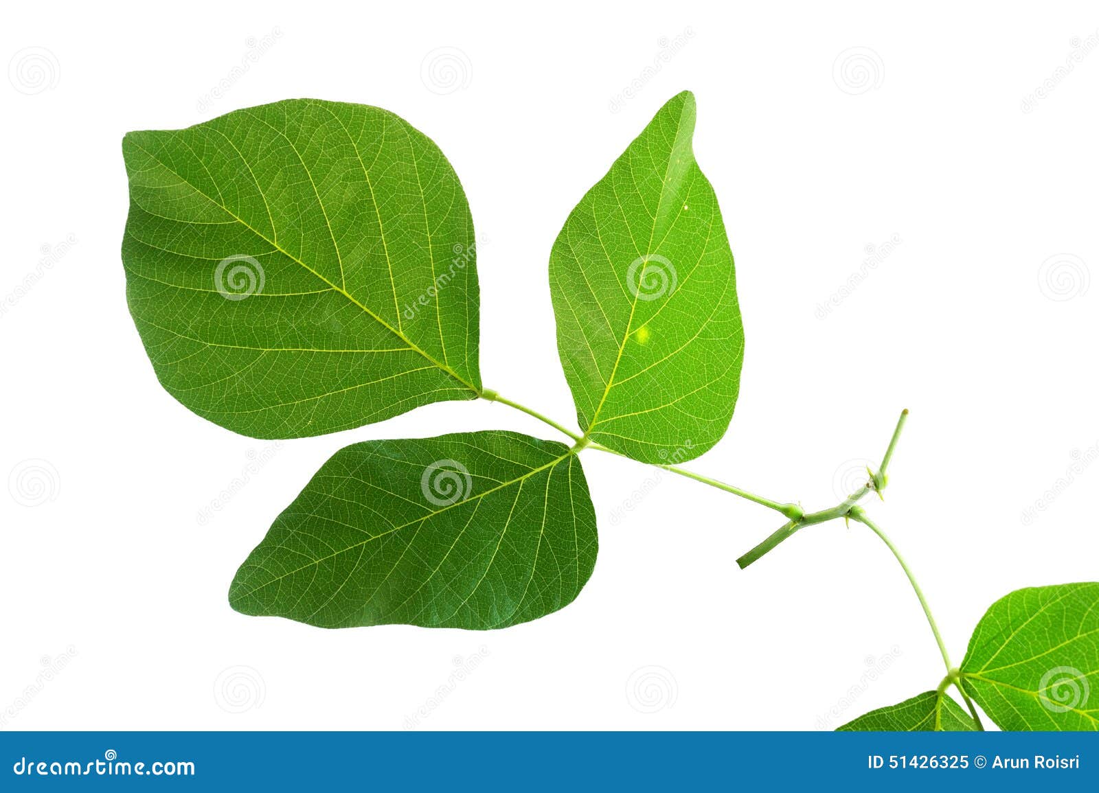 (Butea Monosperma (Lam.) Taub.), Leaf Form and Texture Stock Image ...